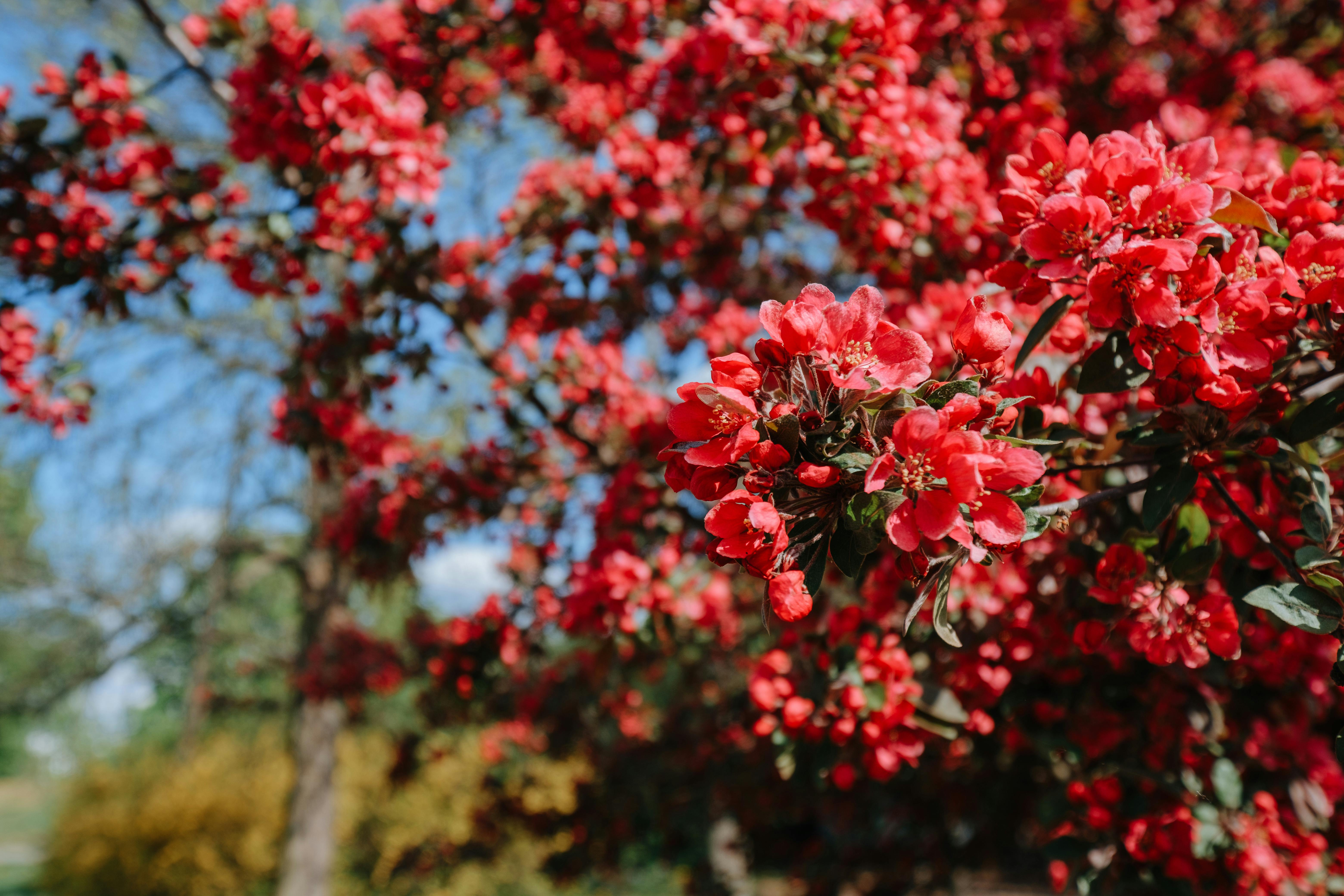 Red Cherry Blossom Tree in Bloom · Free Stock Photo