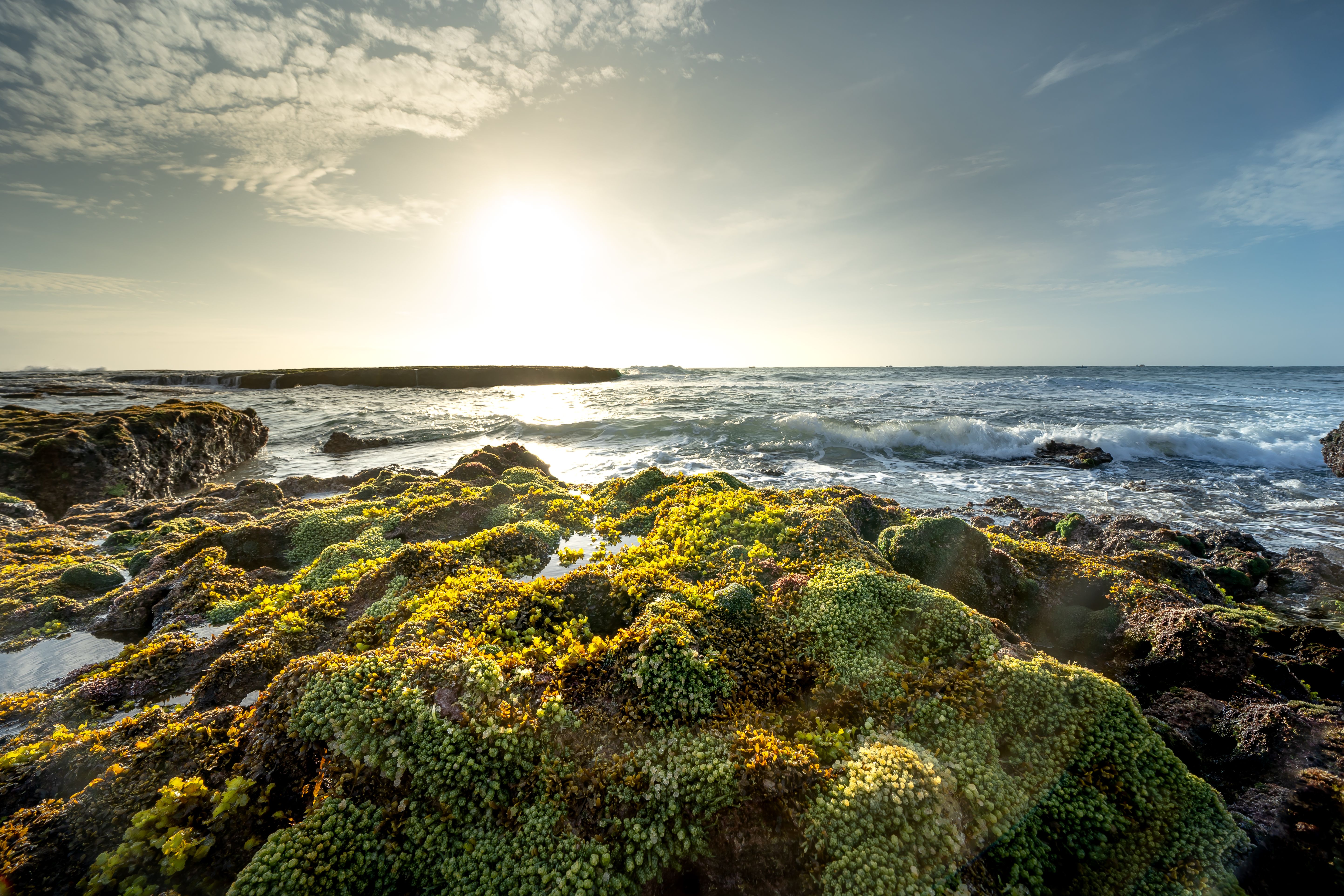 Green Moss on Rocky Shore · Free Stock Photo