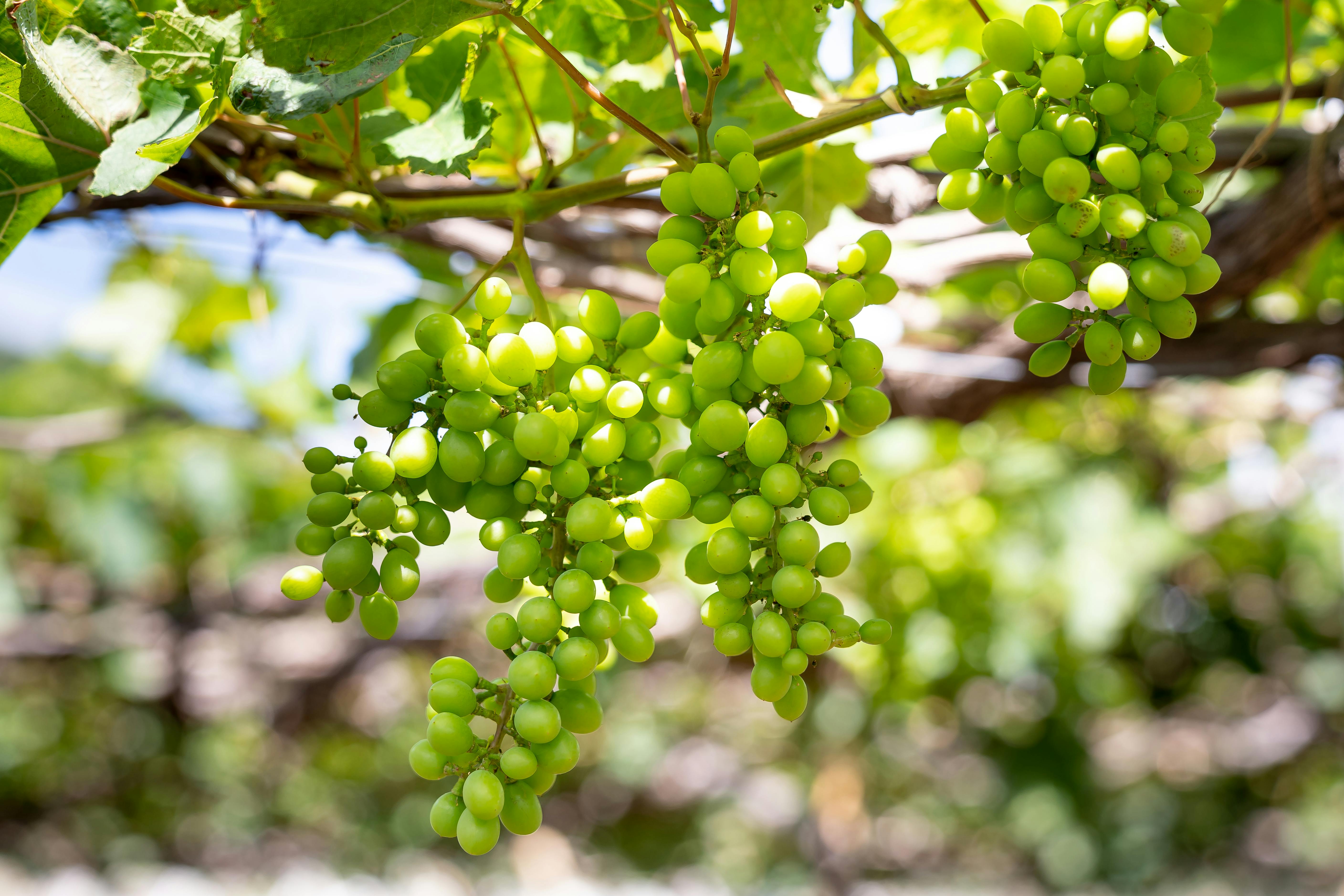 Green Grapes Hanging on Tree Branch · Free Stock Photo