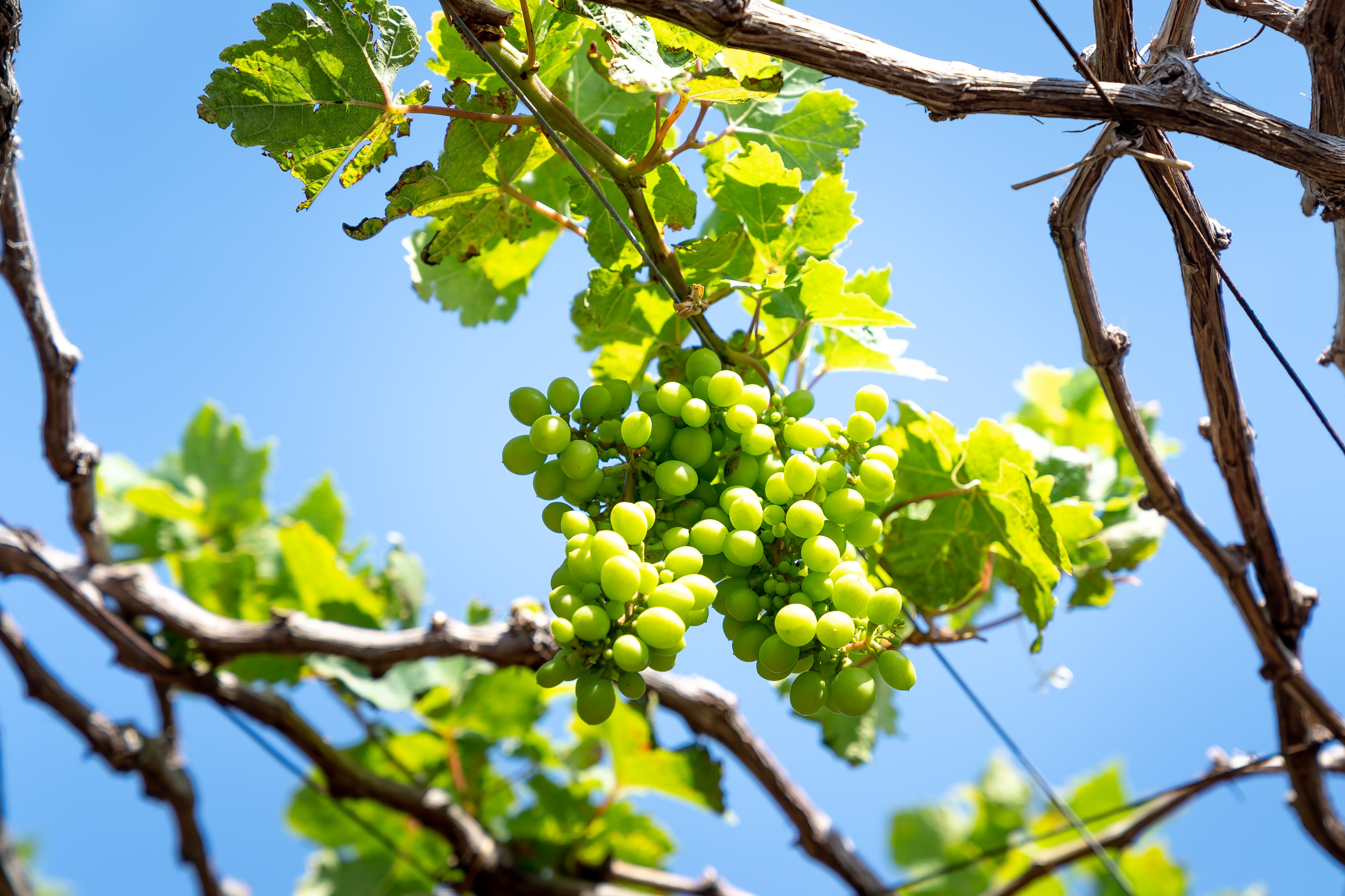 Red Grapes · Free Stock Photo