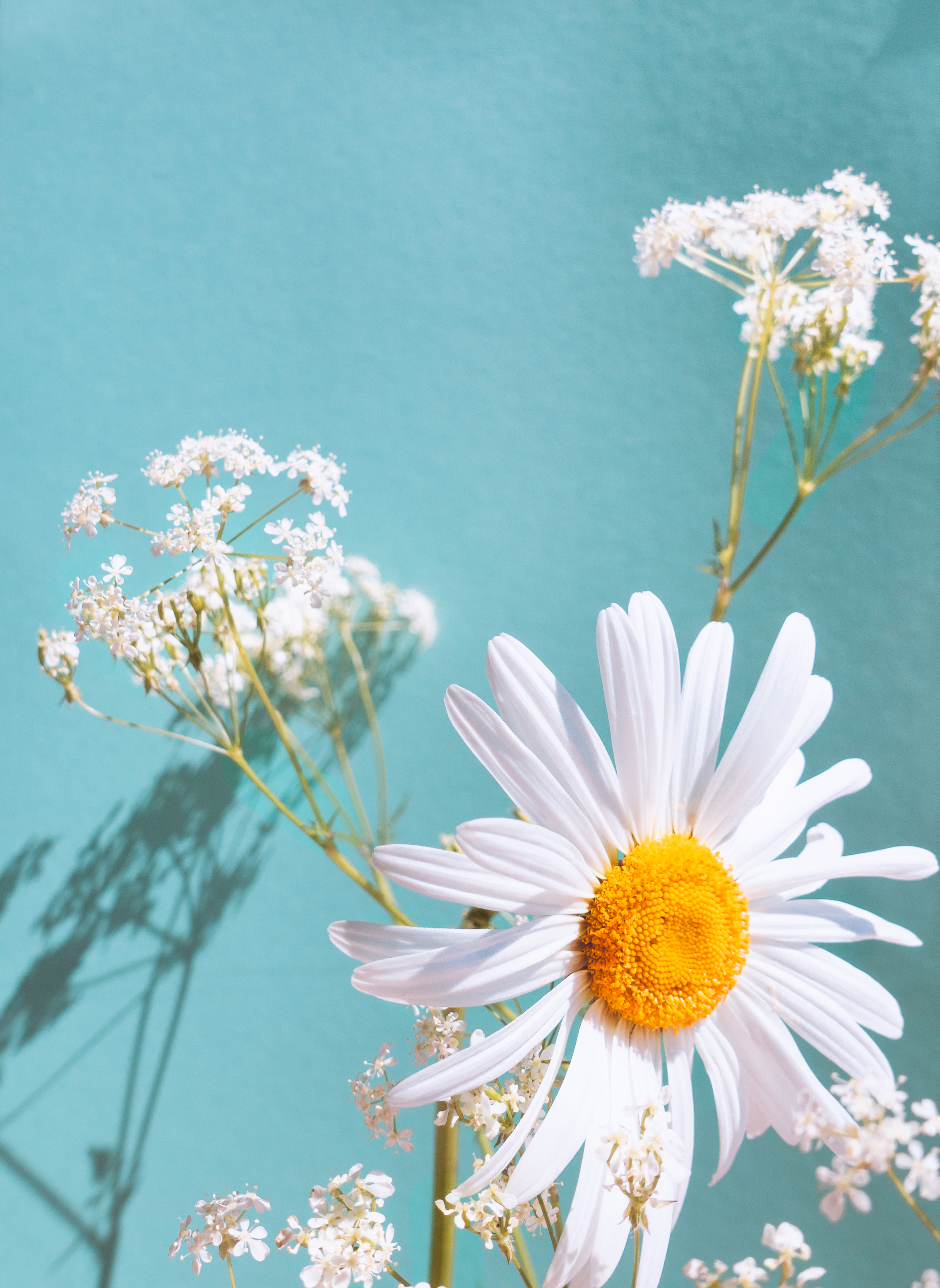 Close-Up Photo of White Daisy Flower · Free Stock Photo