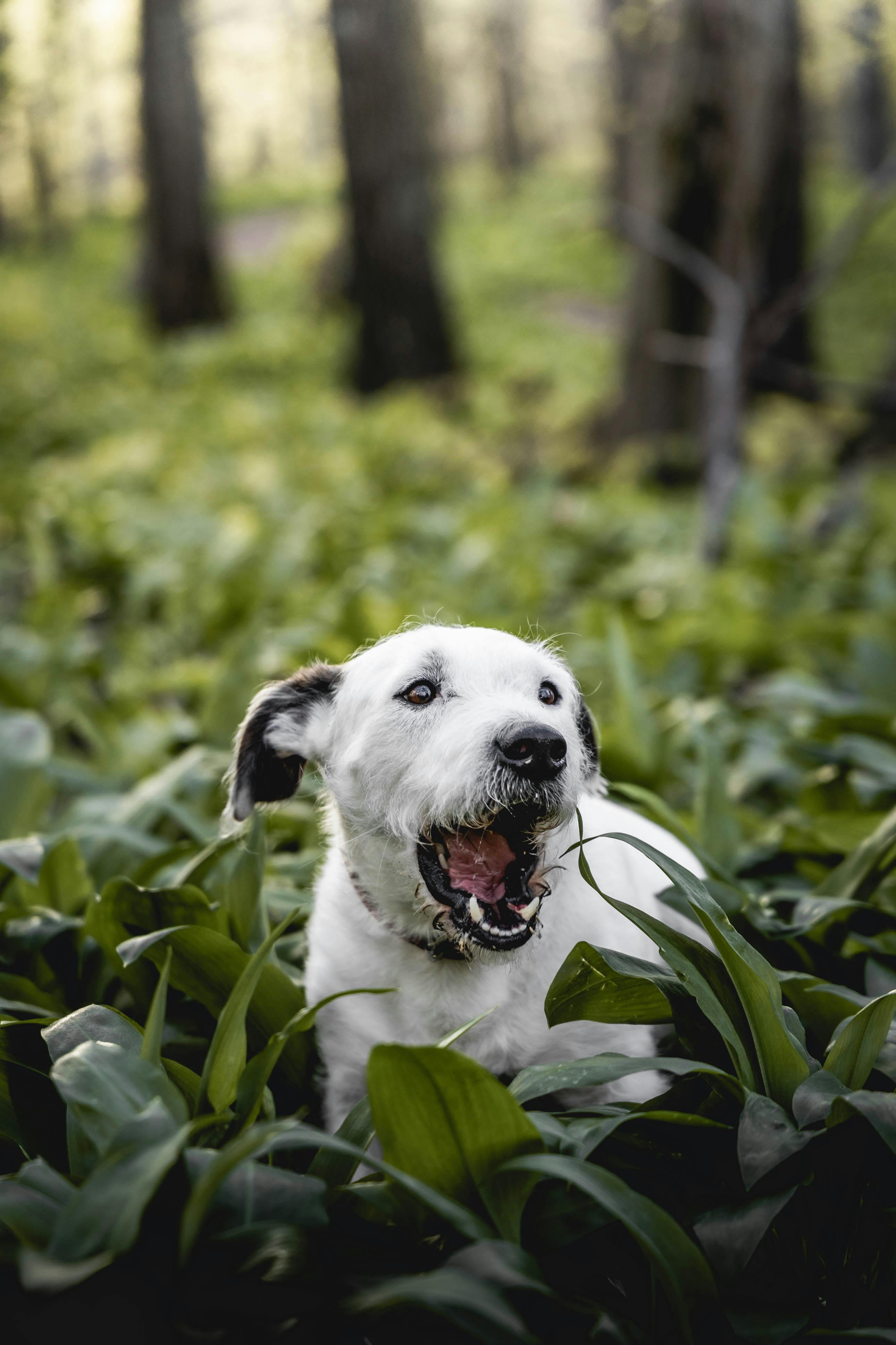 Close Up Photo of a Dog · Free Stock Photo