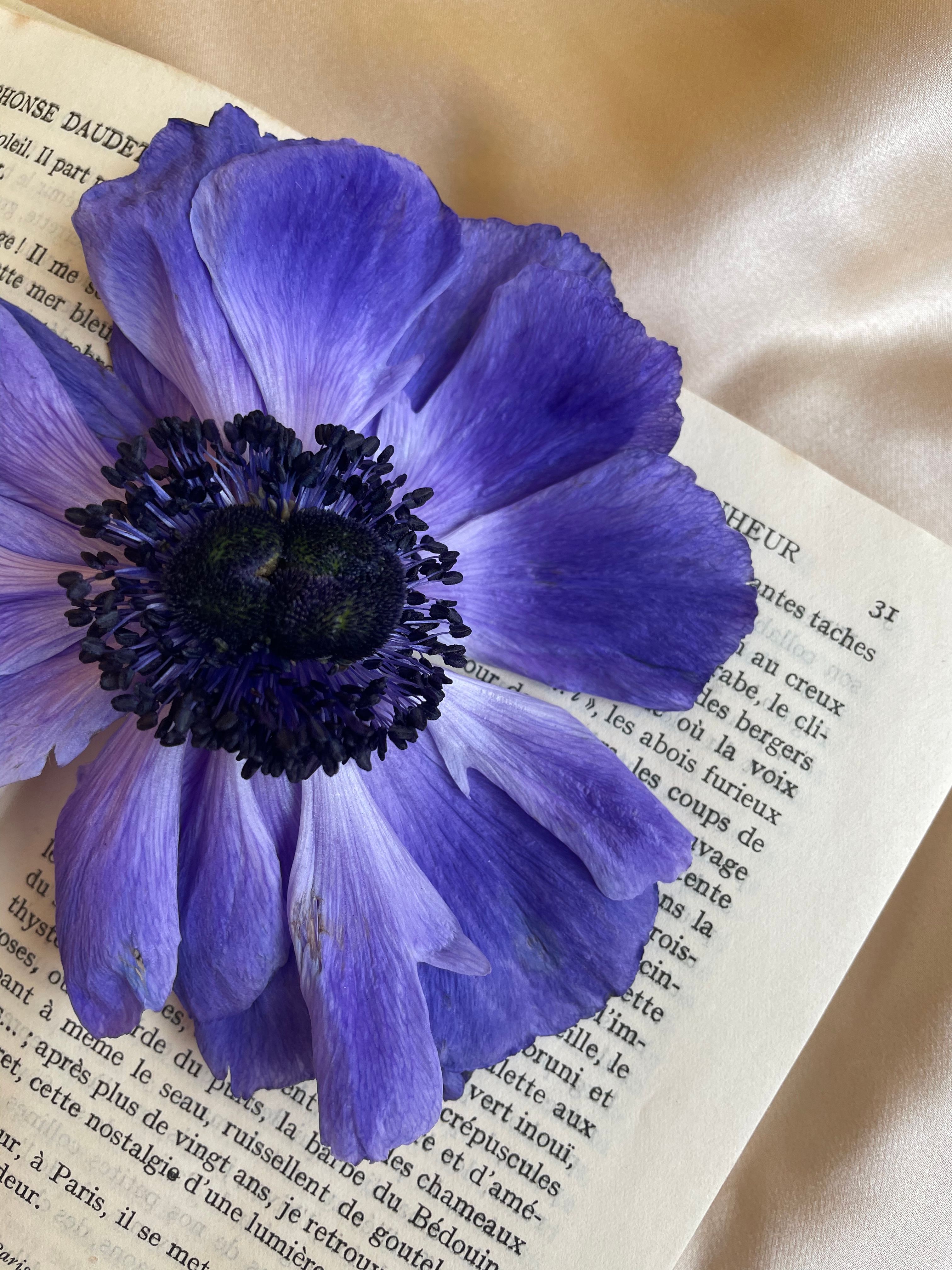 Blue Flower on Book · Free Stock Photo