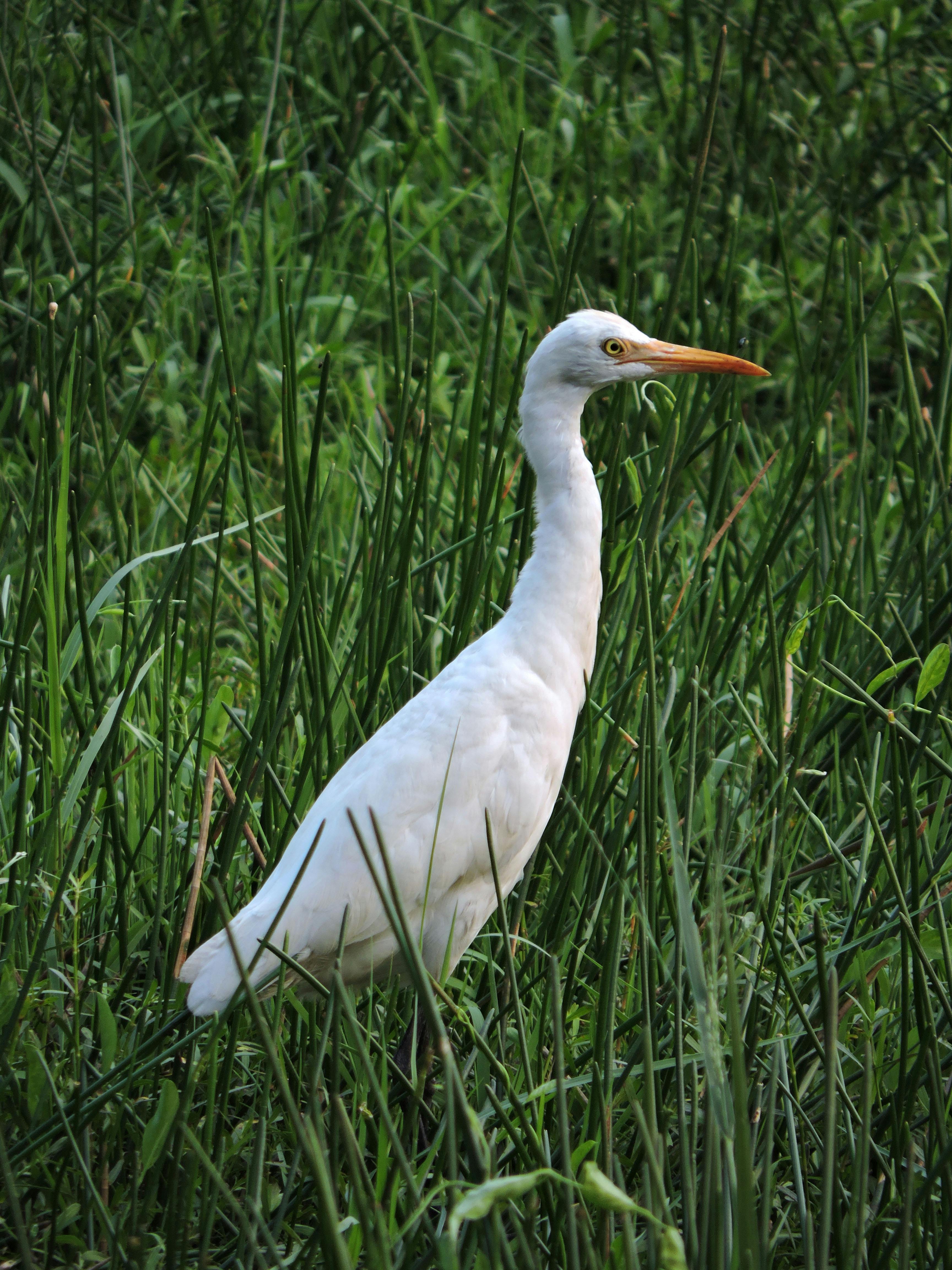 Close-Up Photo of White Bird on Grass · Free Stock Photo