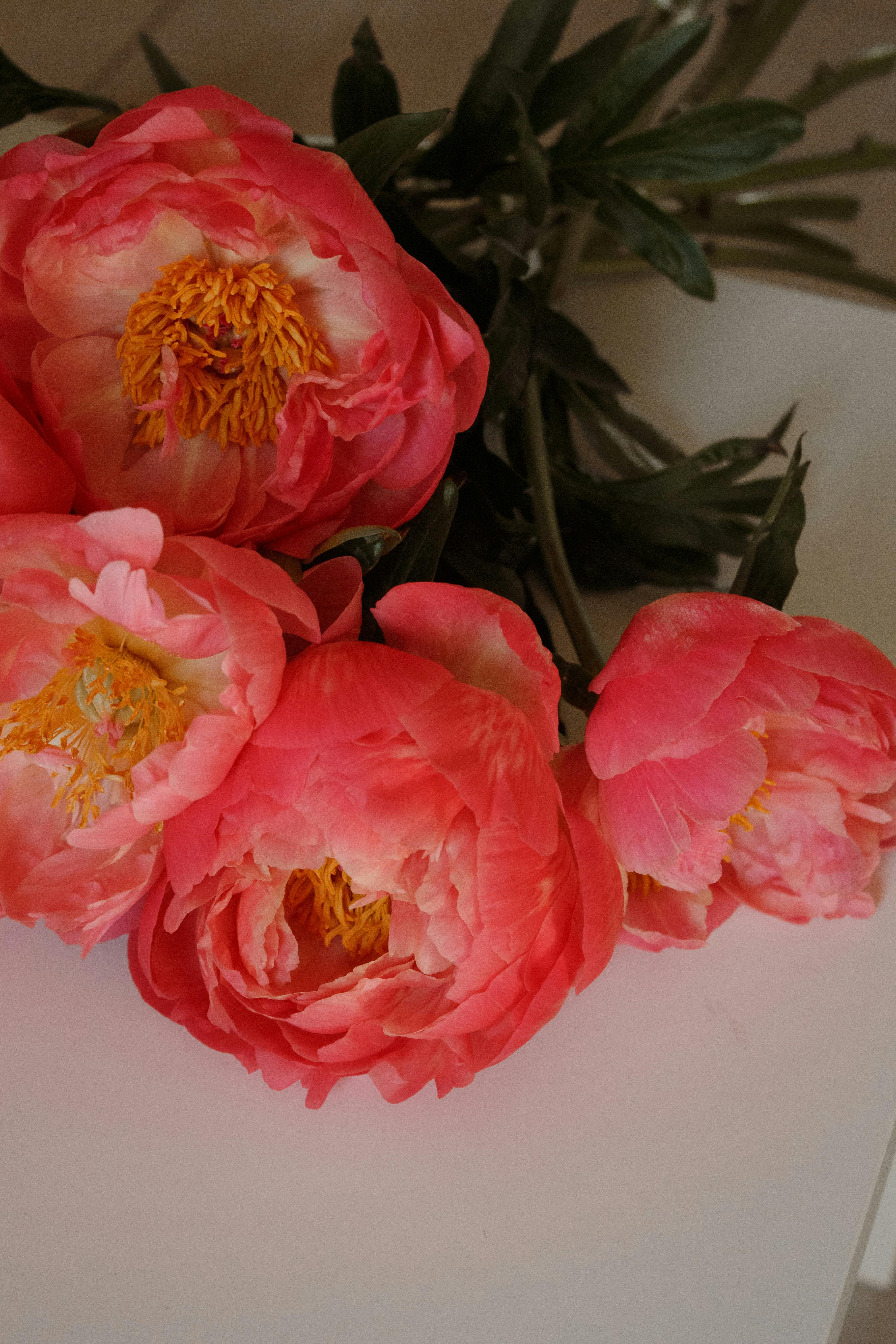 Close-Up Photo of Pink Peonies on a White Surface · Free Stock Photo