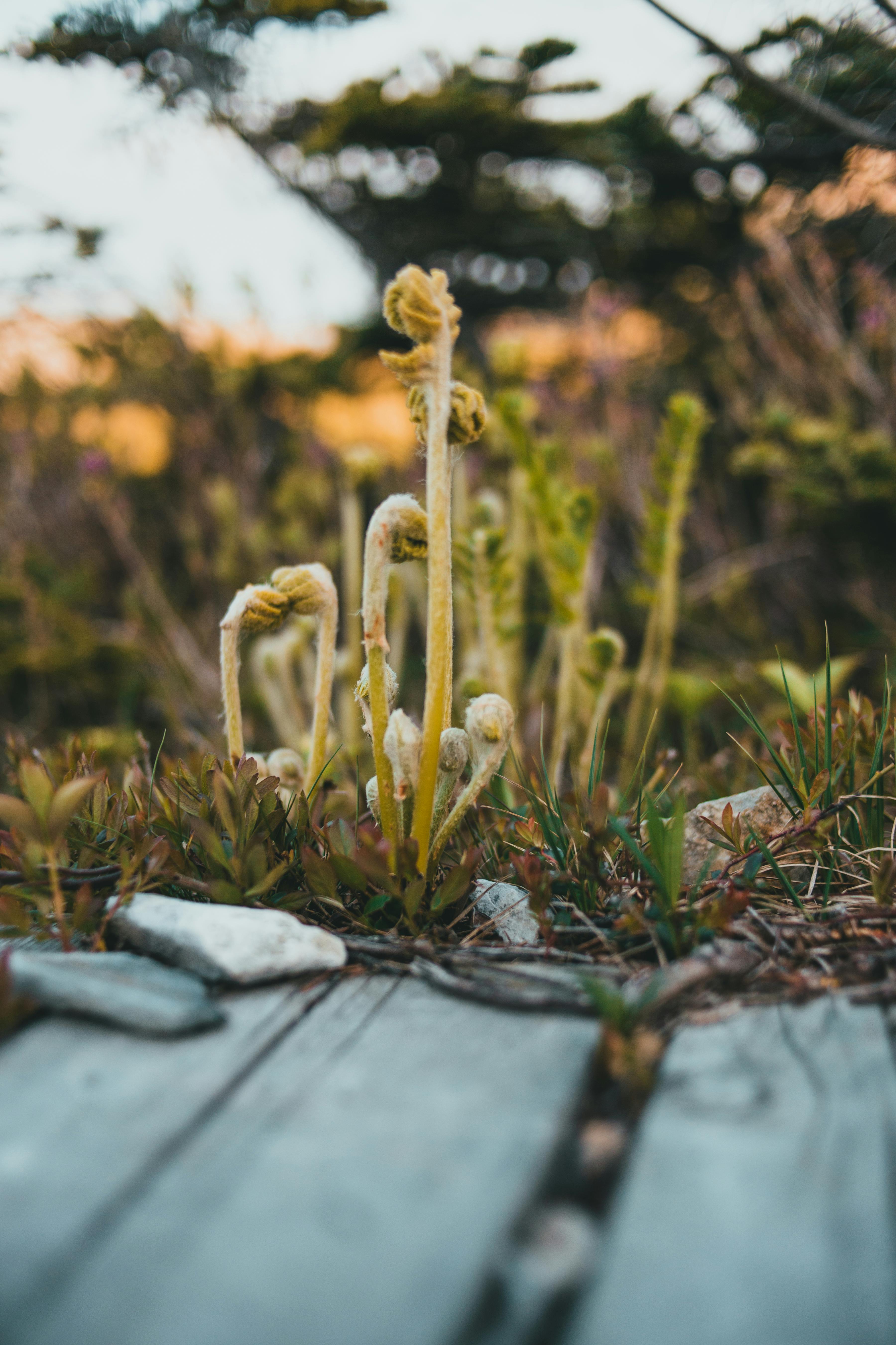 100,000+ Best Plant Photography Photos · 100% Free Download · Pexels ...