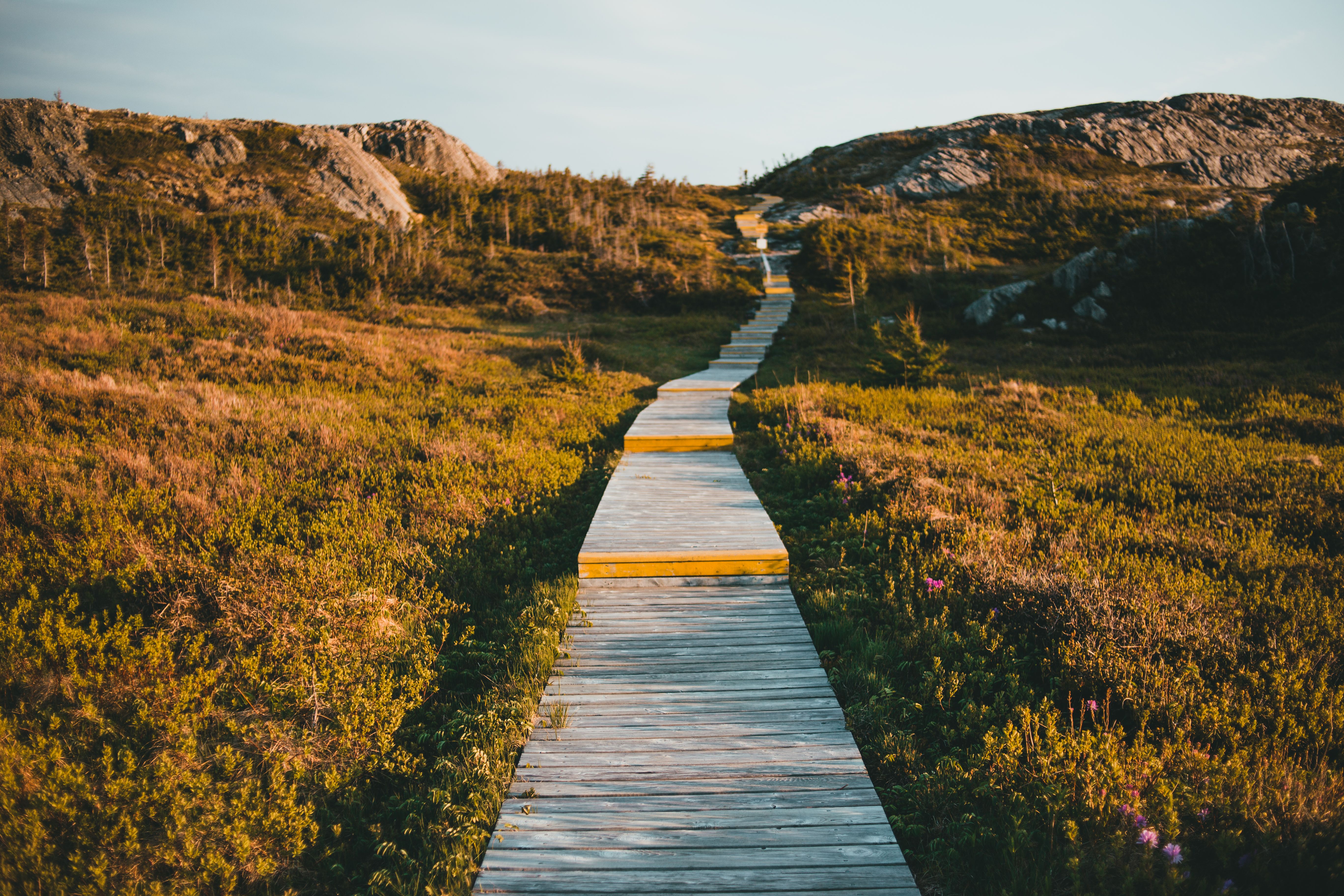A Wooden Walkway in the Countryside Surrounded by Plants · Free Stock Photo