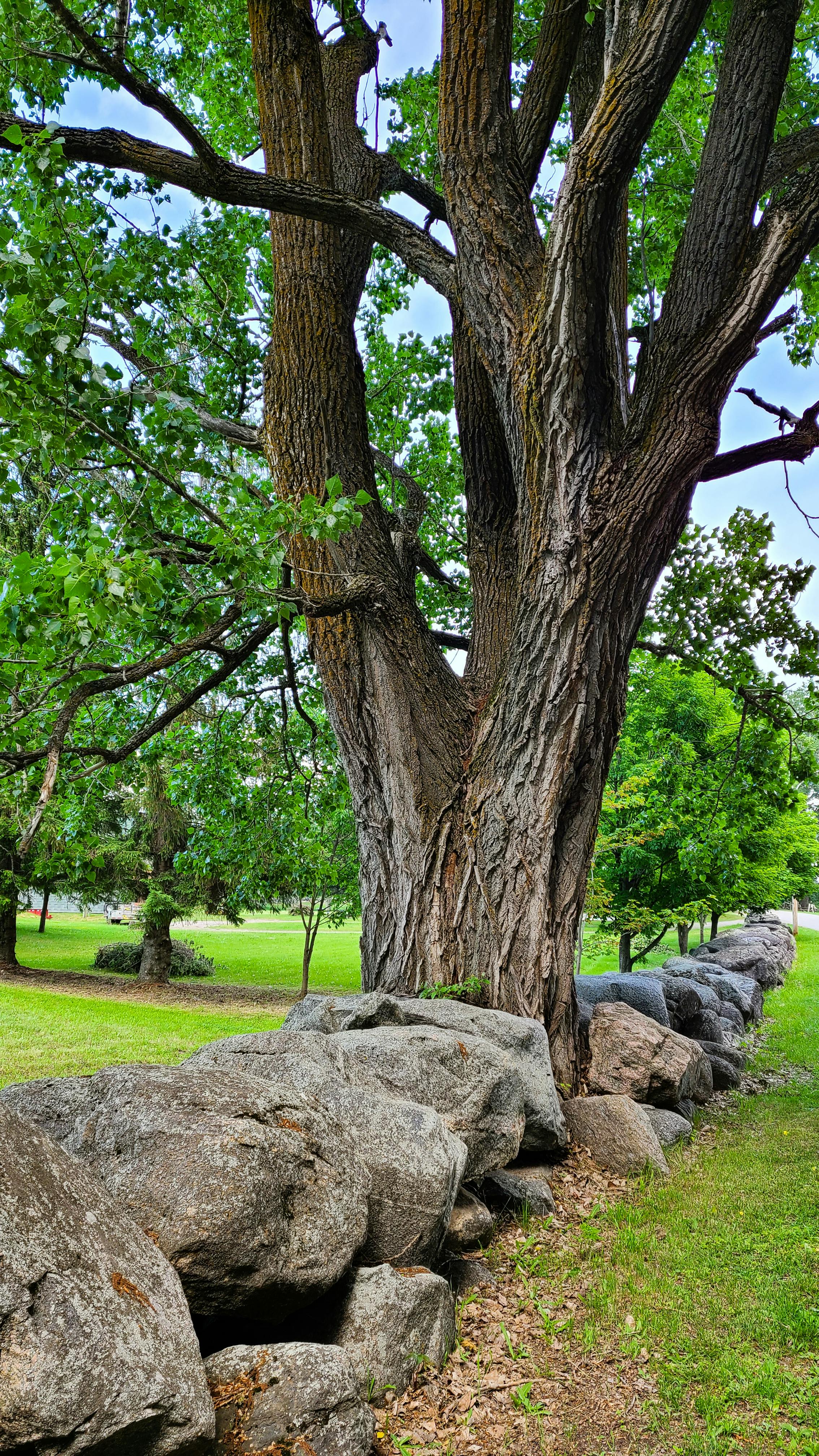 Tree Between Rocks on Green Grass Field · Free Stock Photo
