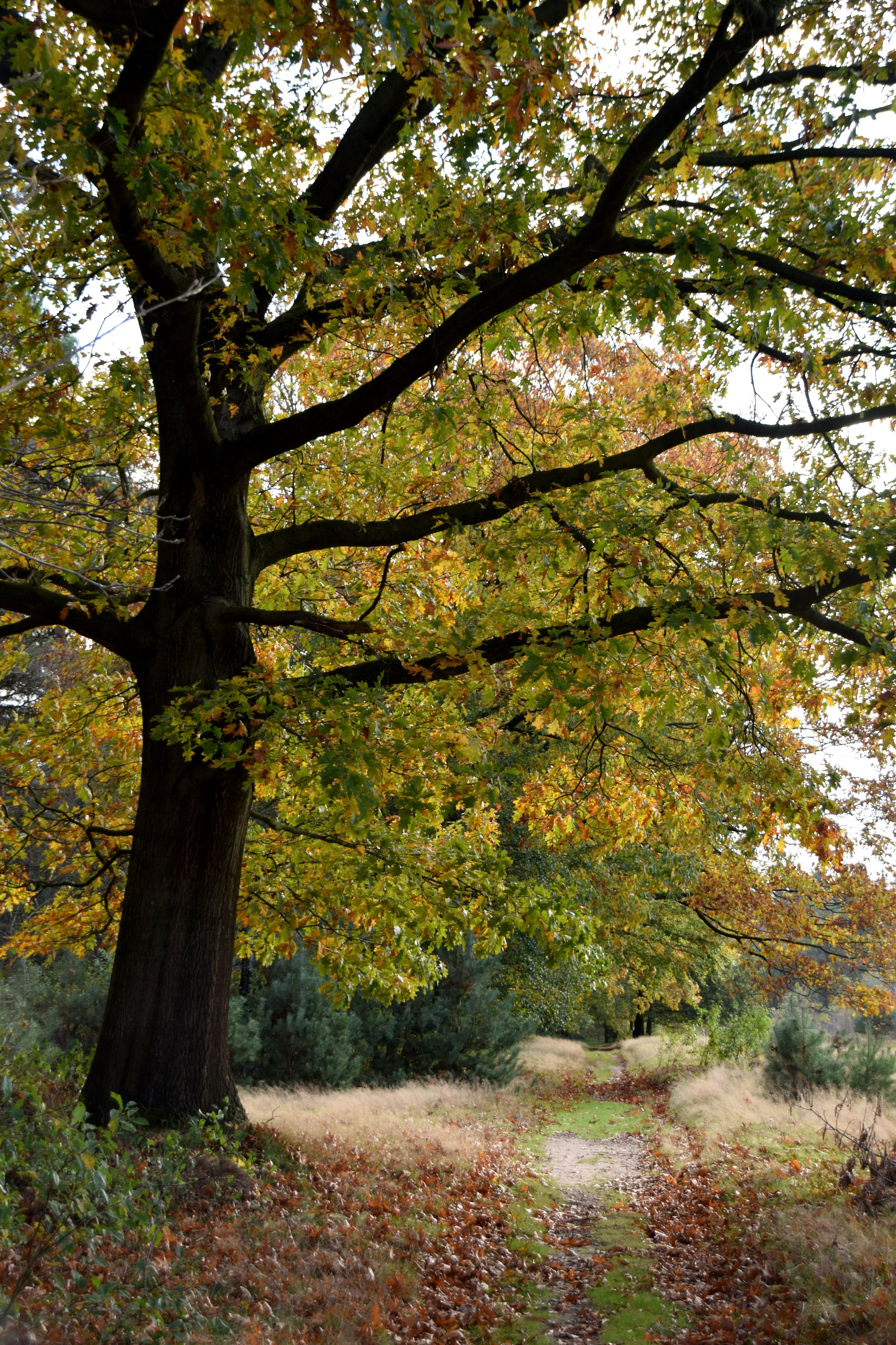 Free stock photo of colours, empty, forest