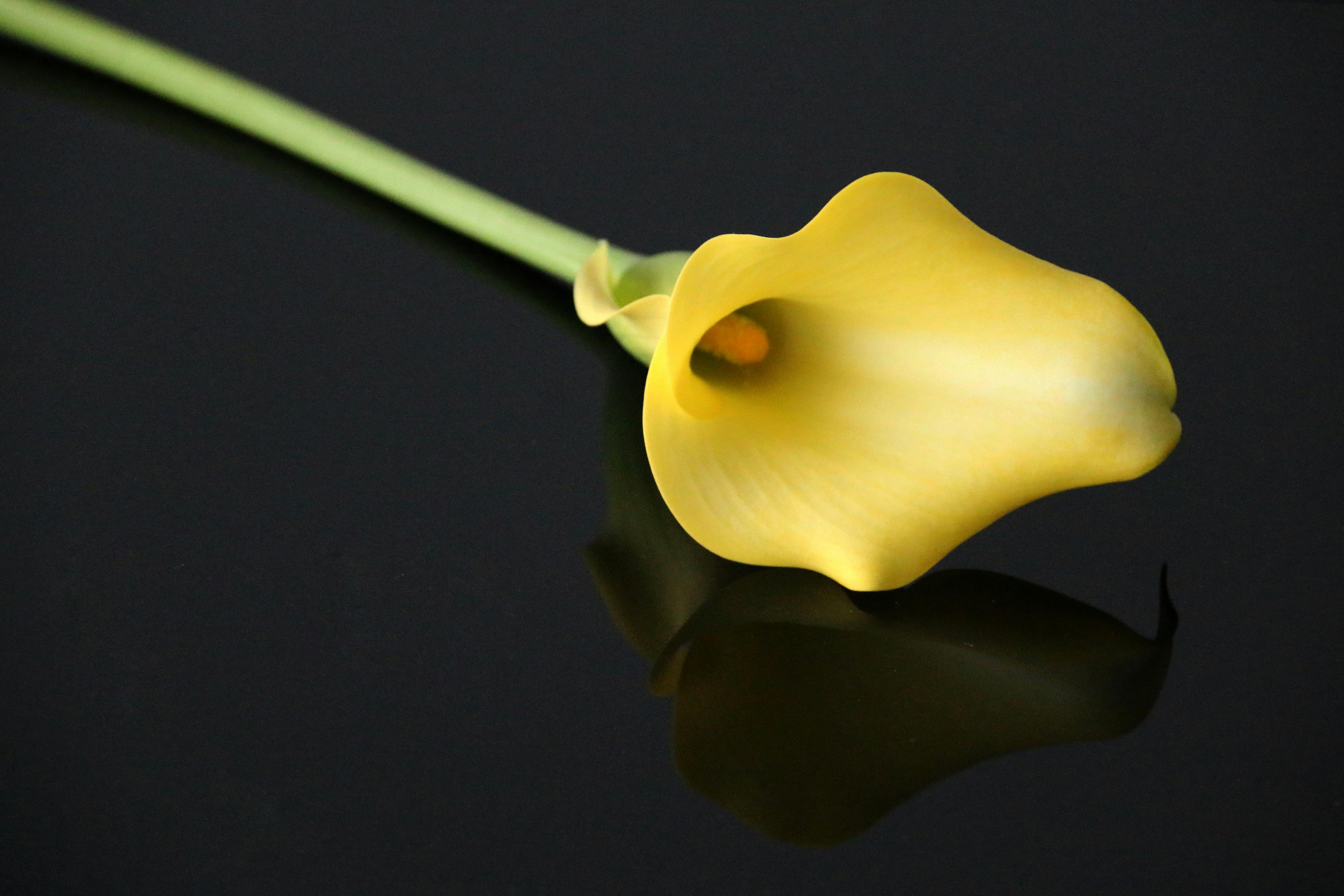 Callalilies Photos, Download The BEST Free Callalilies Stock Photos ...