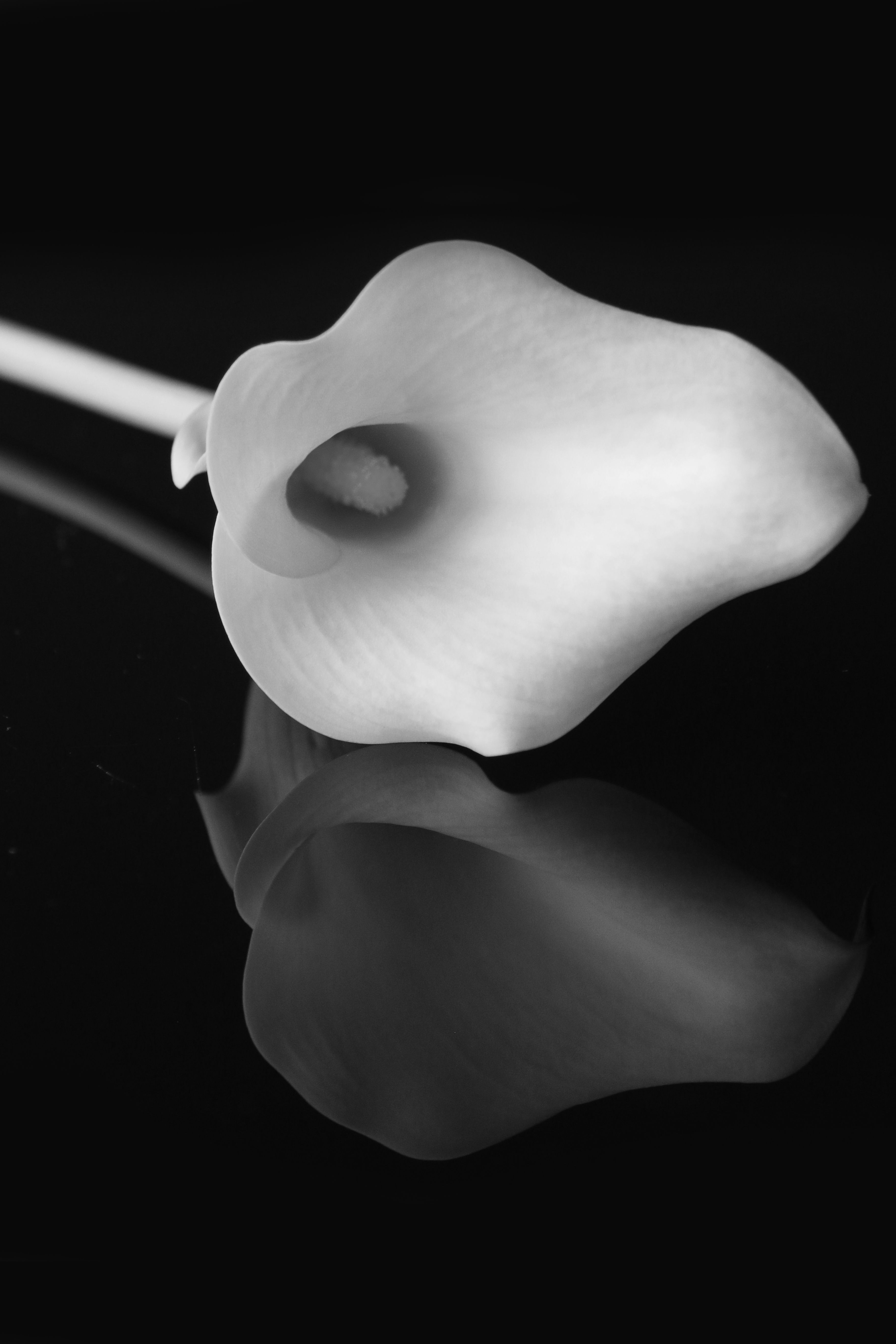 Grayscale Photo of Flowers · Free Stock Photo