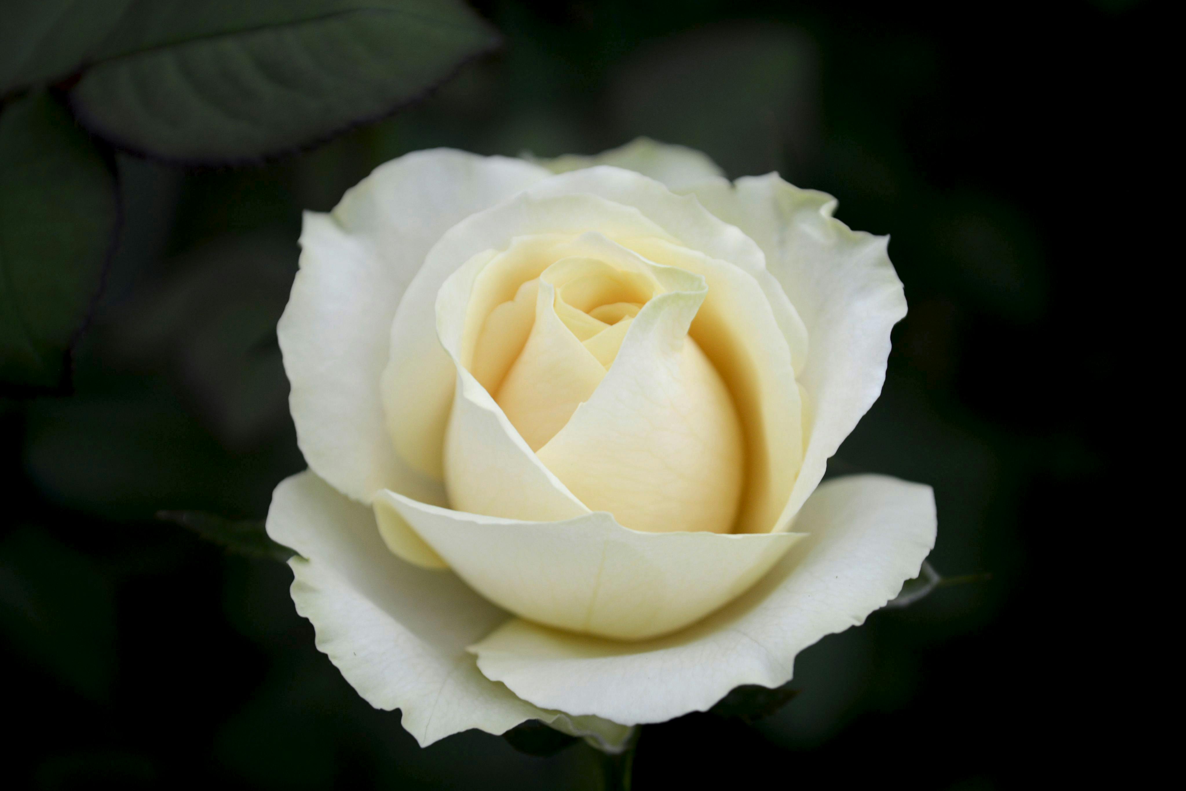 A White Rose in Bloom · Free Stock Photo
