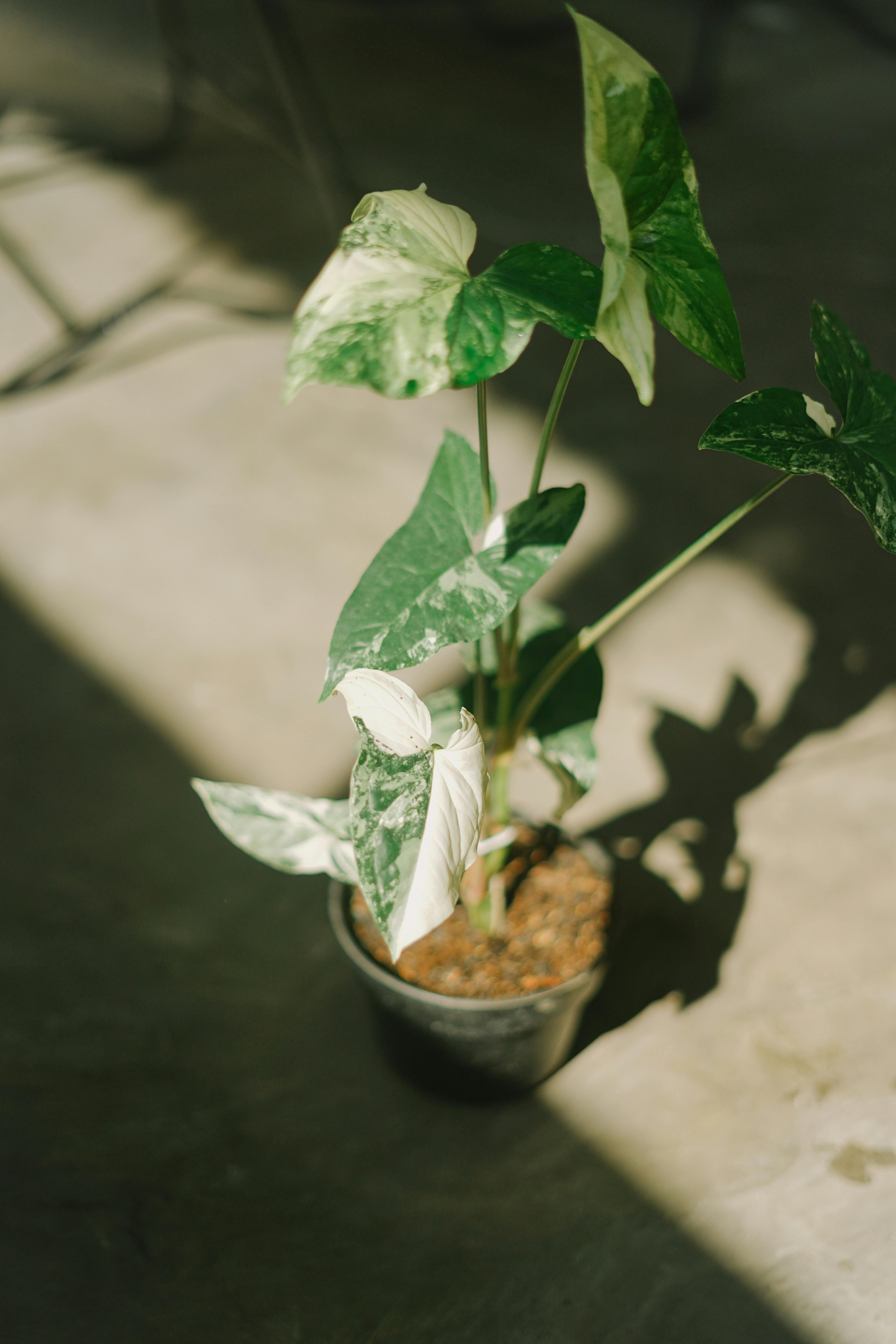 Sun Rays Reflection over the Sea Surface · Free Stock Photo