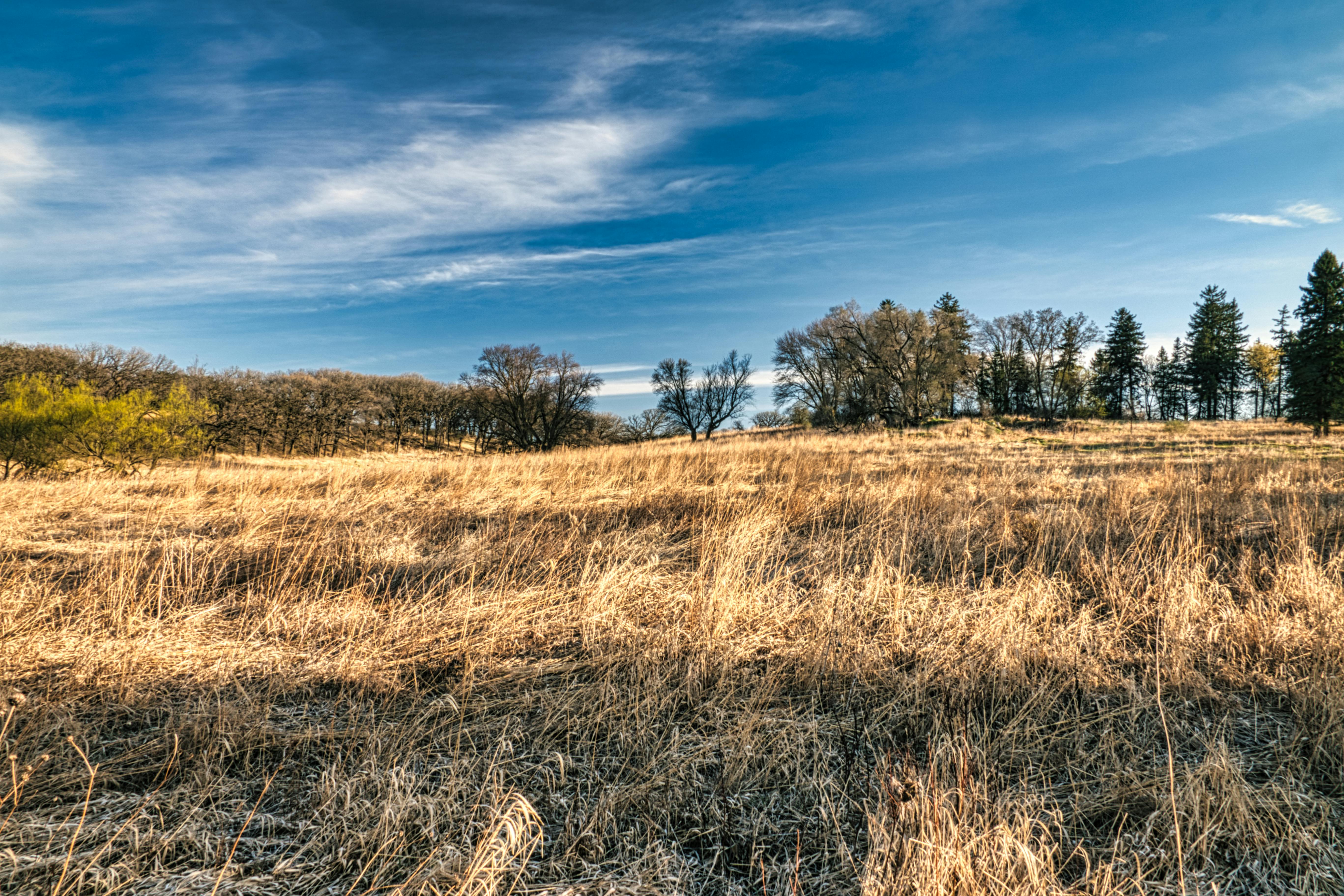 Brown Grass Field Under Blue Sky · Free Stock Photo