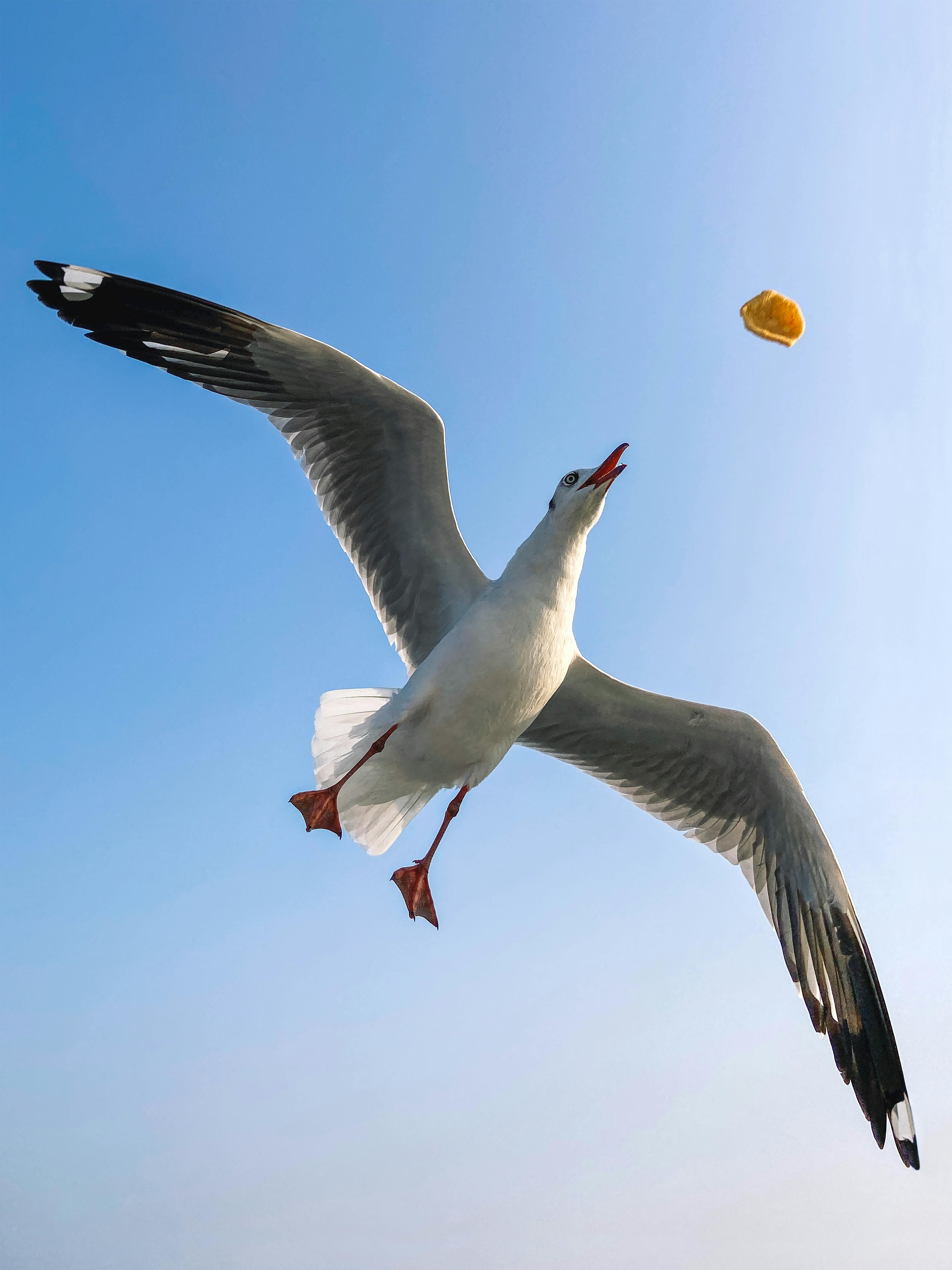 Seagull Catching a Snack · Free Stock Photo