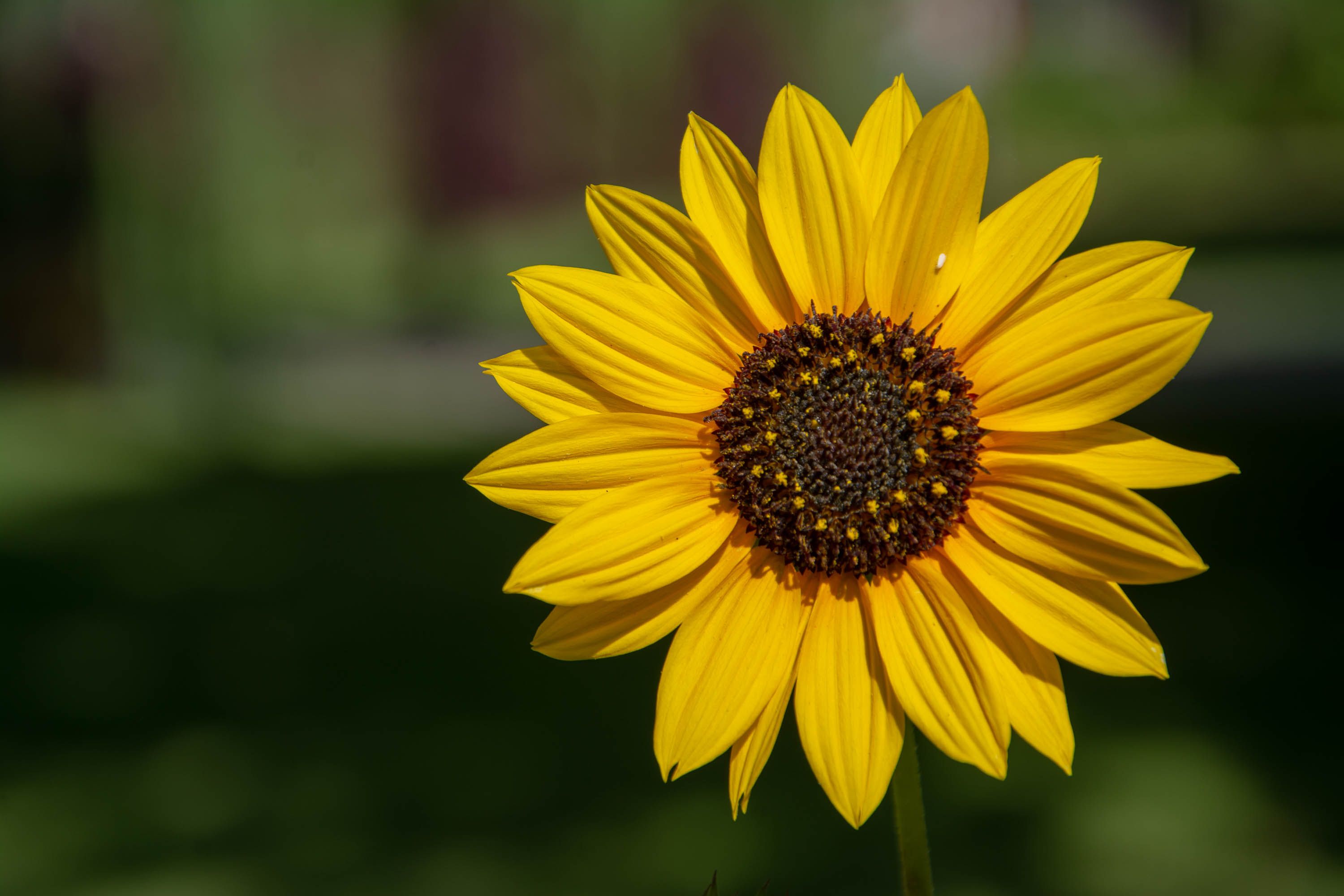Macro Photography of Sunflower · Free Stock Photo