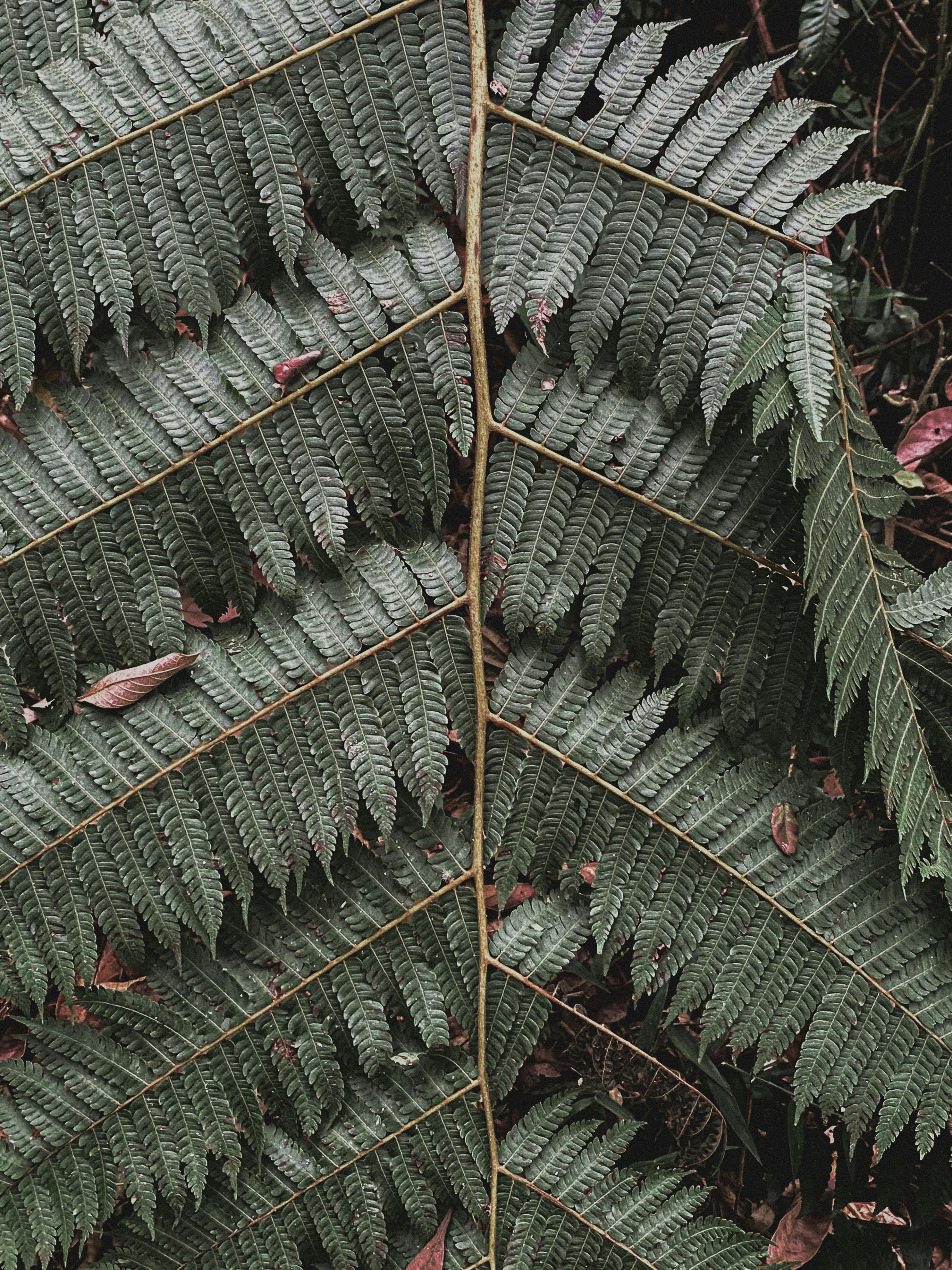 Fronds Casting Shadows · Free Stock Photo