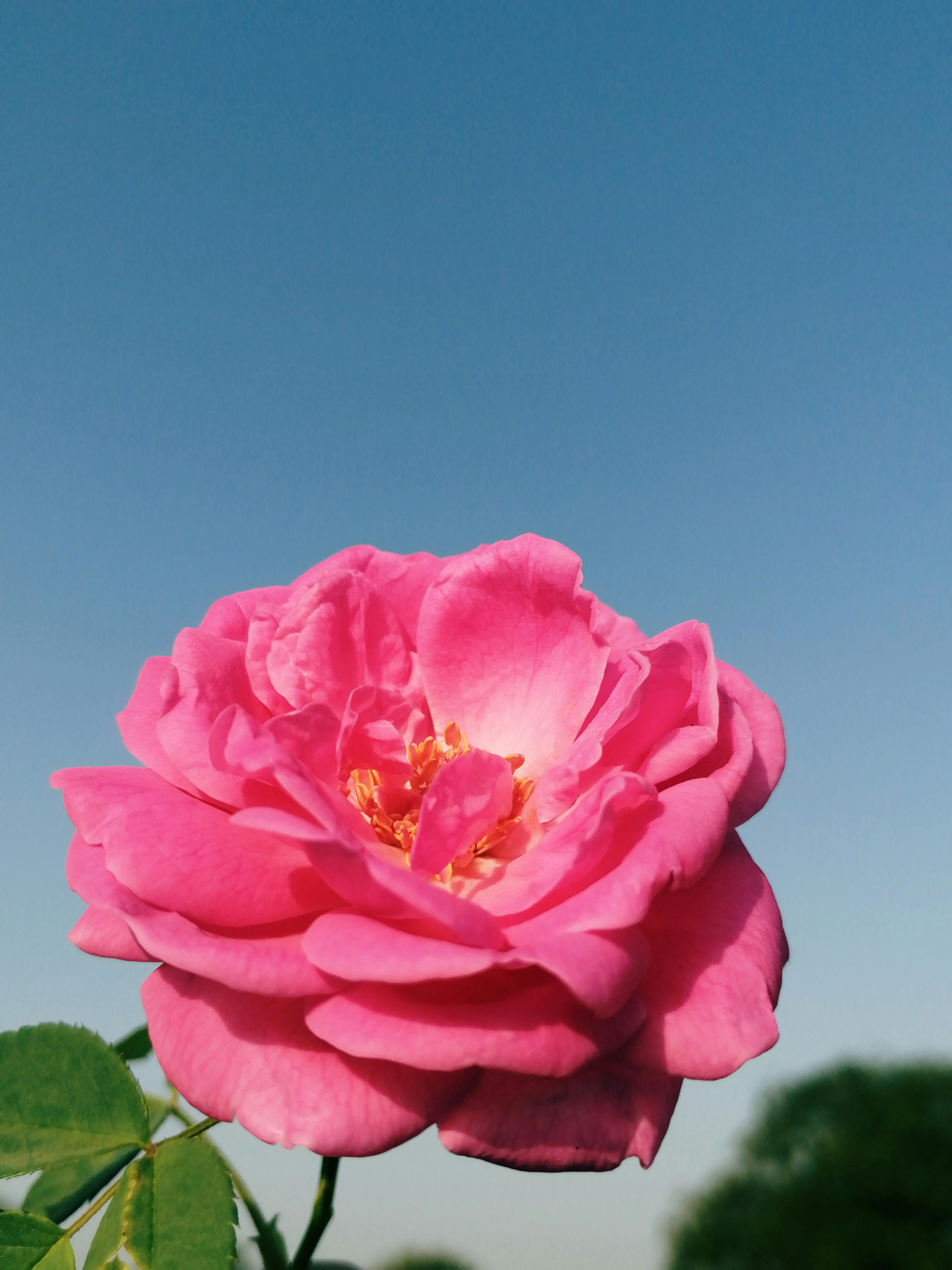 A Pink Rose in Full Bloom · Free Stock Photo
