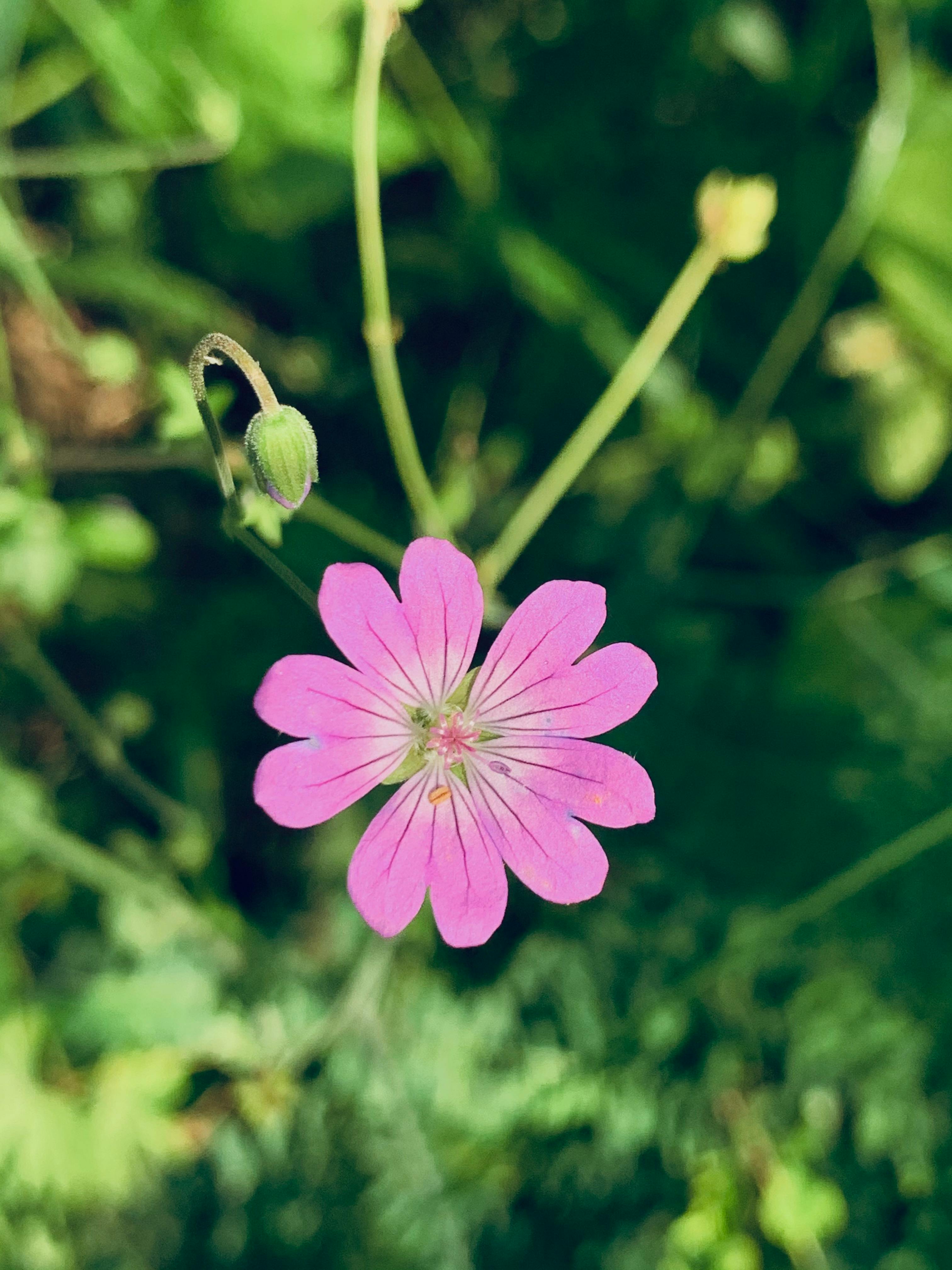 Blooming Pink Flower in Close-Up Photography · Free Stock Photo