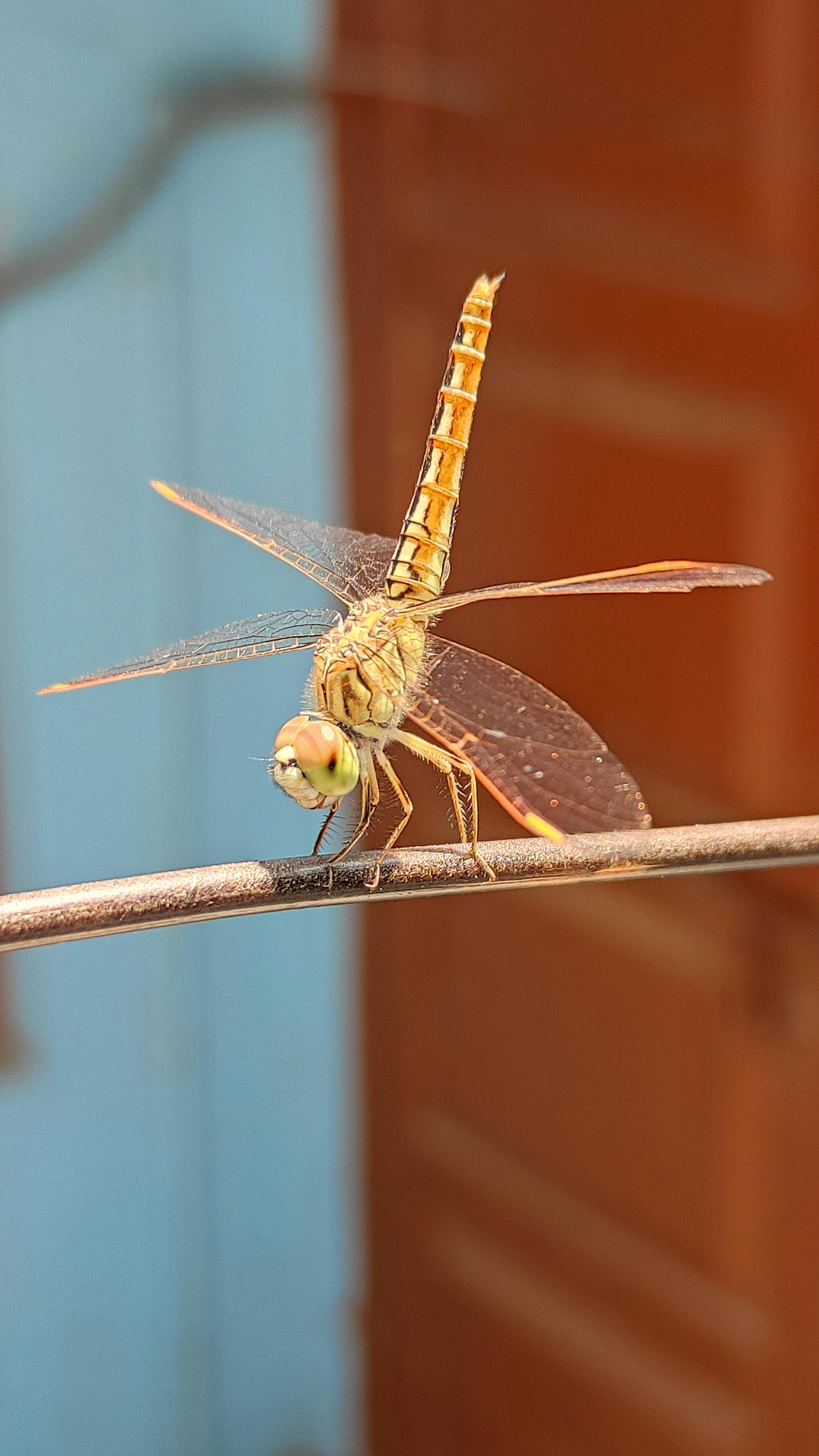 Dragon Fly 3 Photos & Videos Collected by MiC OsTeEn