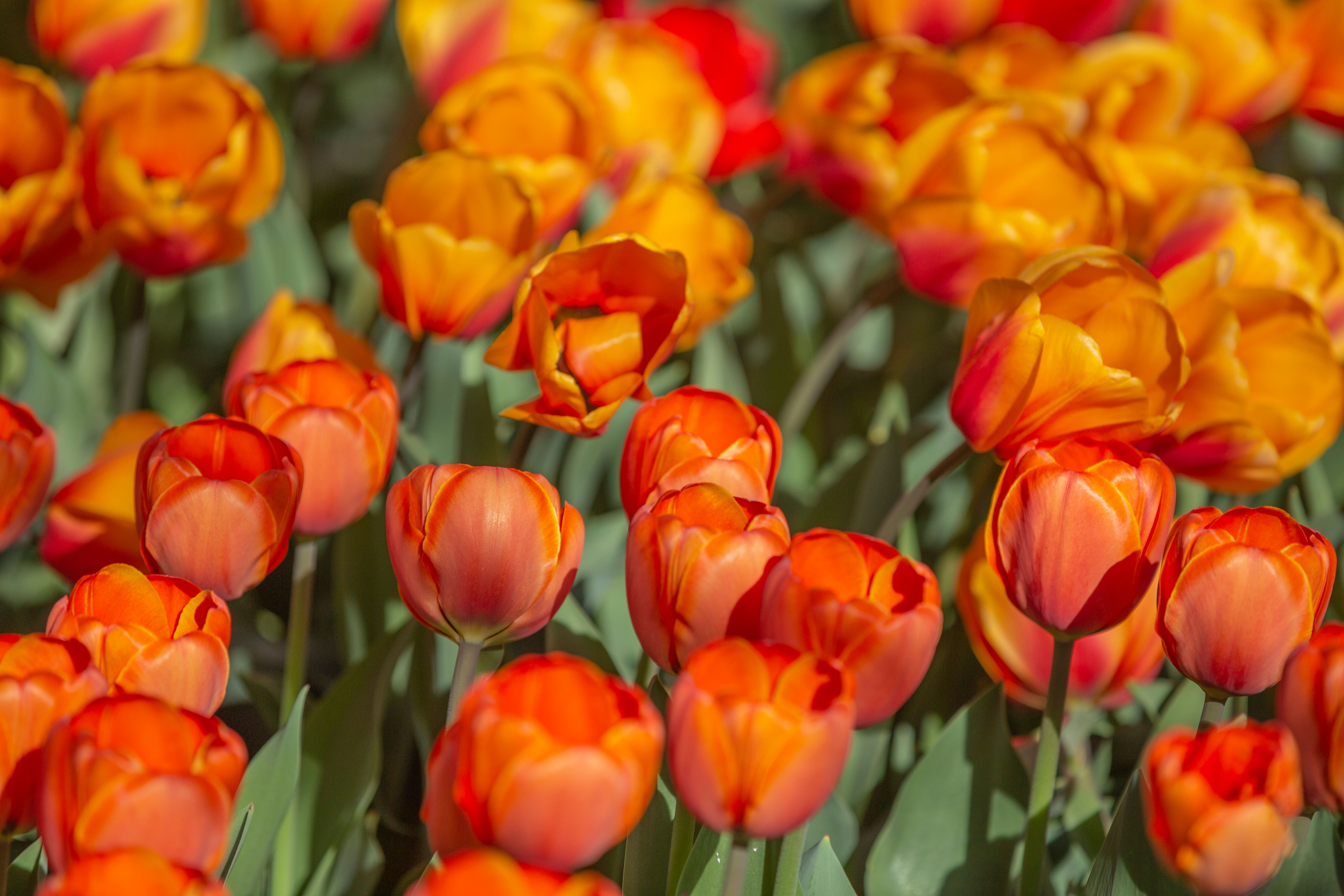 Beautiful Orange Tulips in Bloom · Free Stock Photo