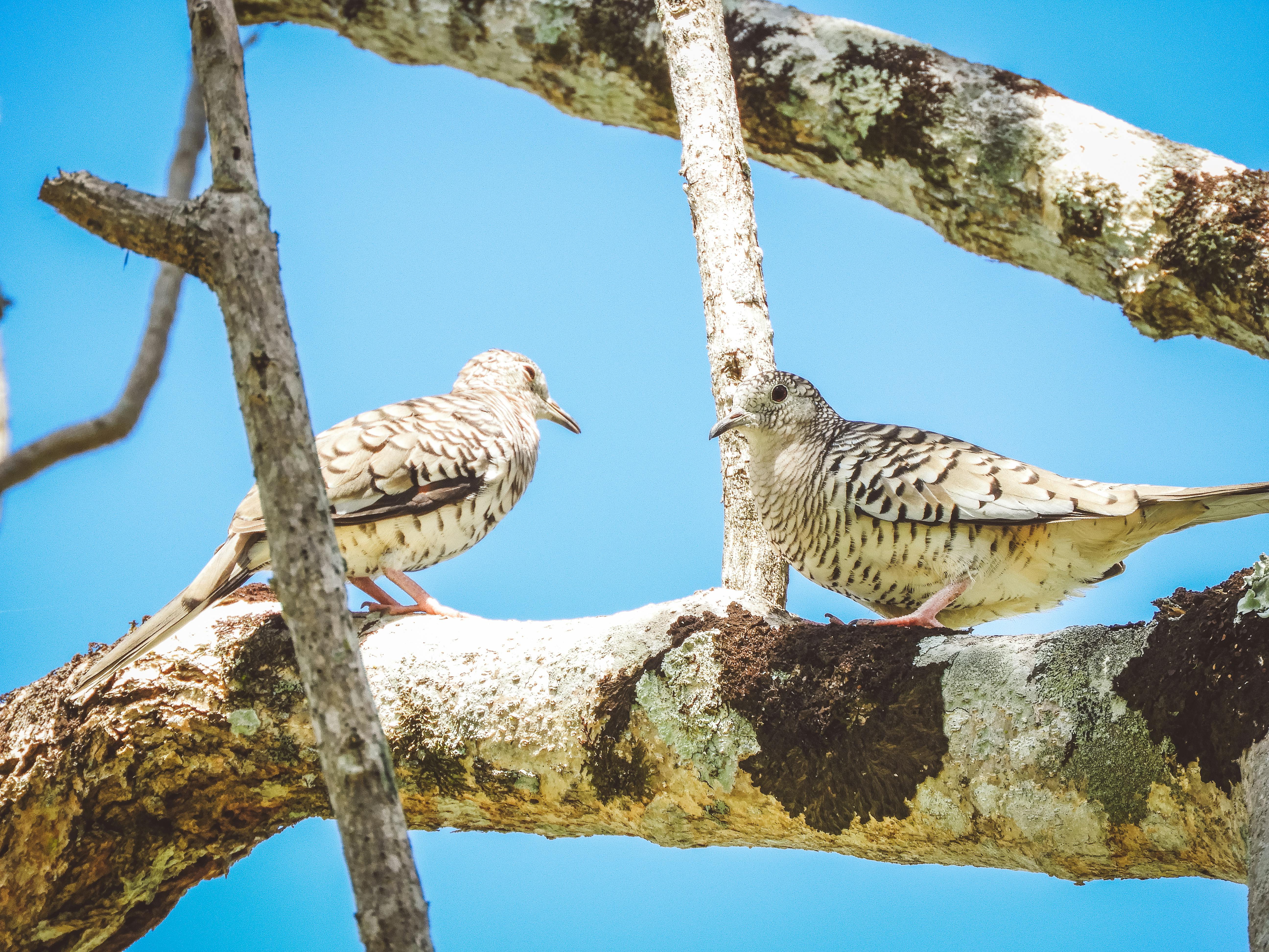 Close-up of Two Doves on a Tree Branch · Free Stock Photo
