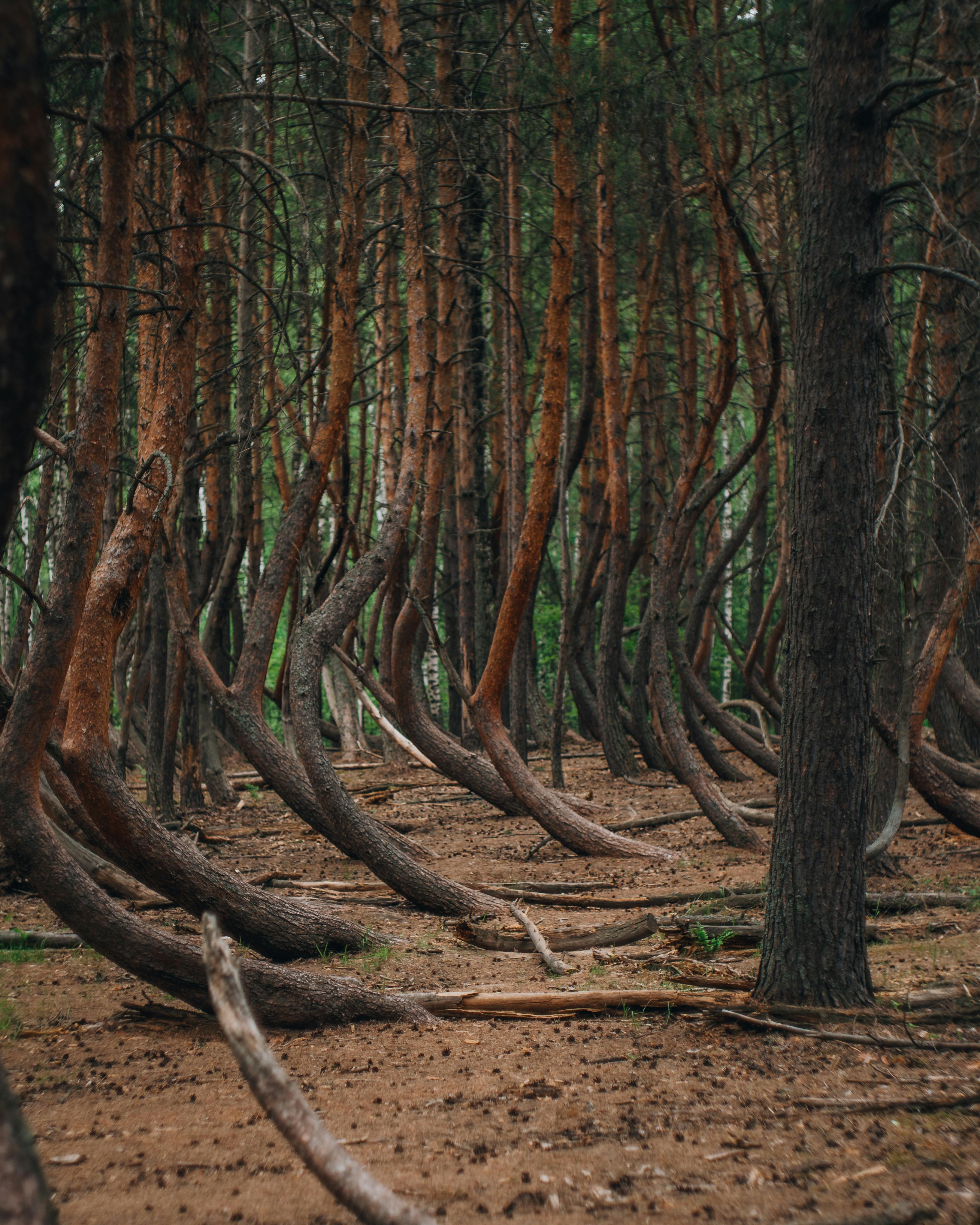 Bent Trees Photos, Download The BEST Free Bent Trees Stock Photos & HD ...