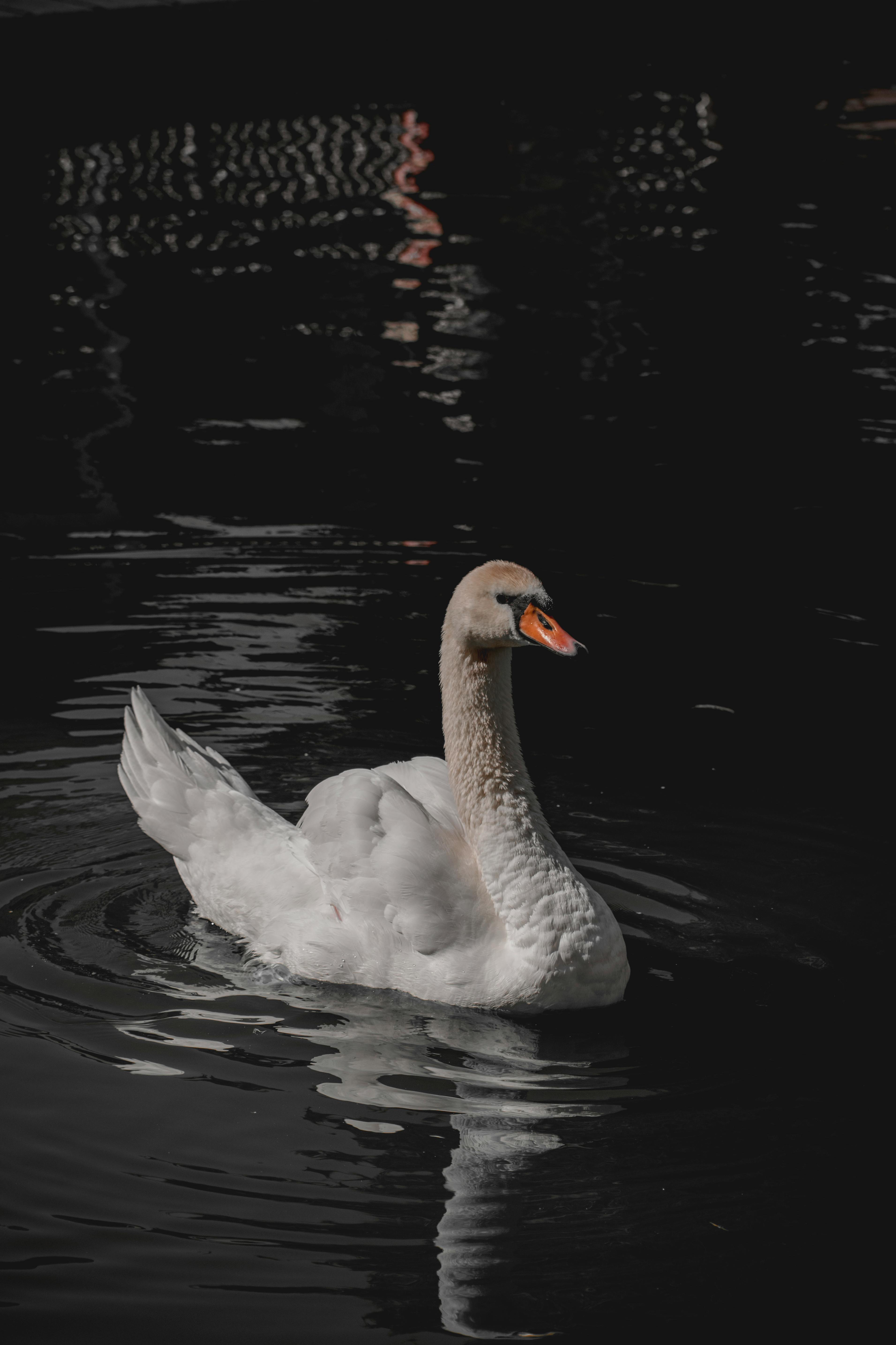 White and Yellow Duck on Body of Water · Free Stock Photo