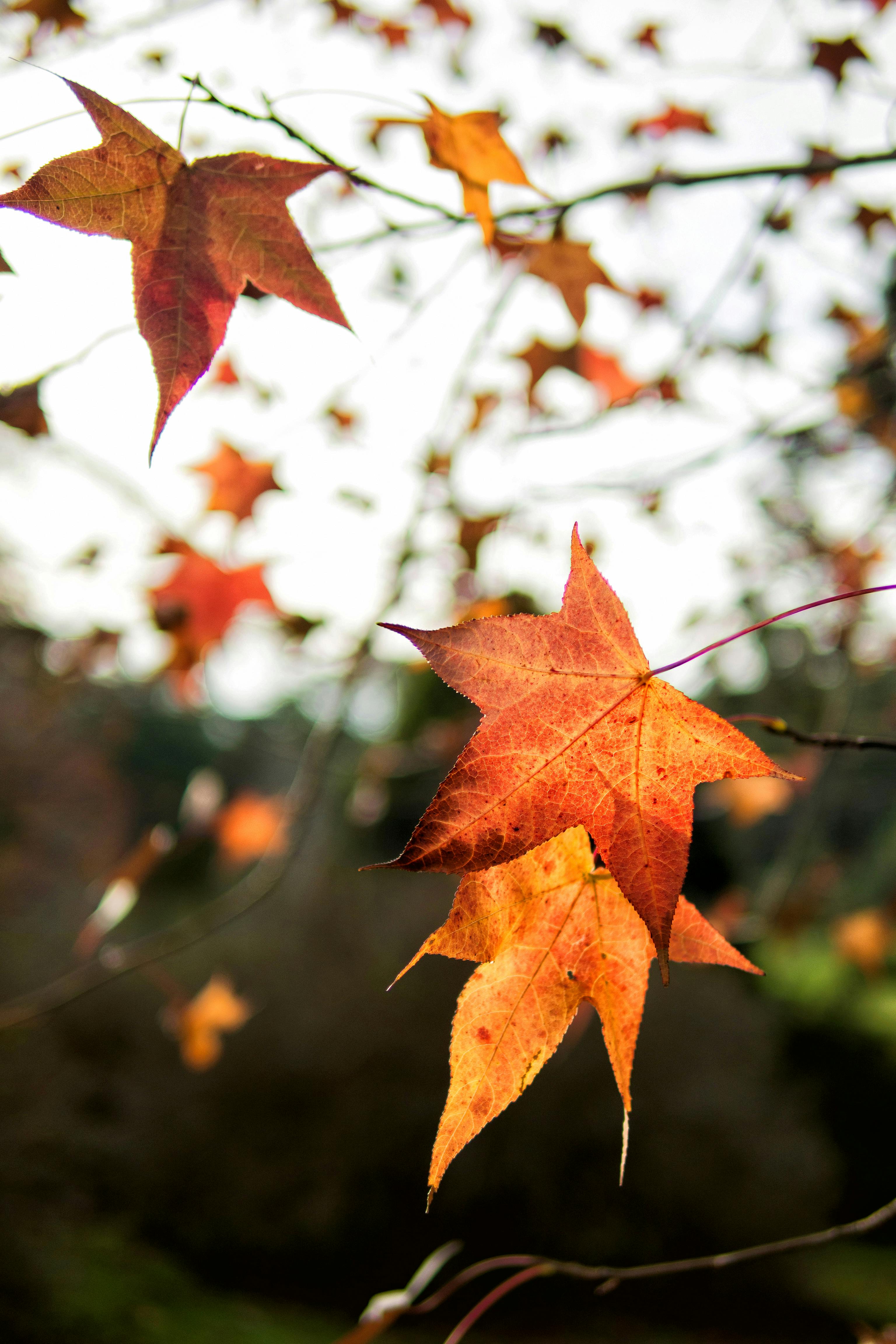 Red Maple Leaf in Tilt Shift Lens · Free Stock Photo