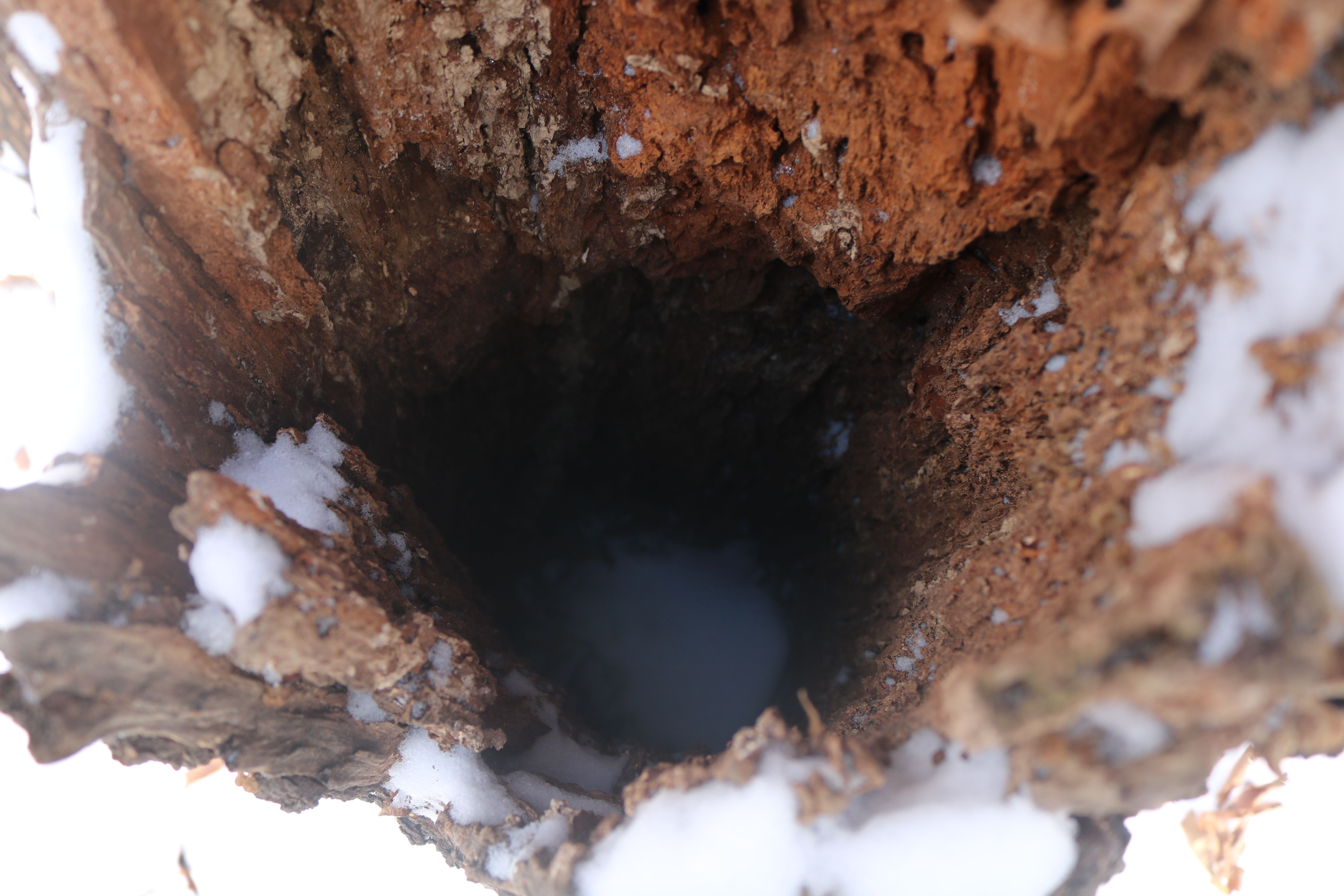 Free stock photo of nature, snow, stump