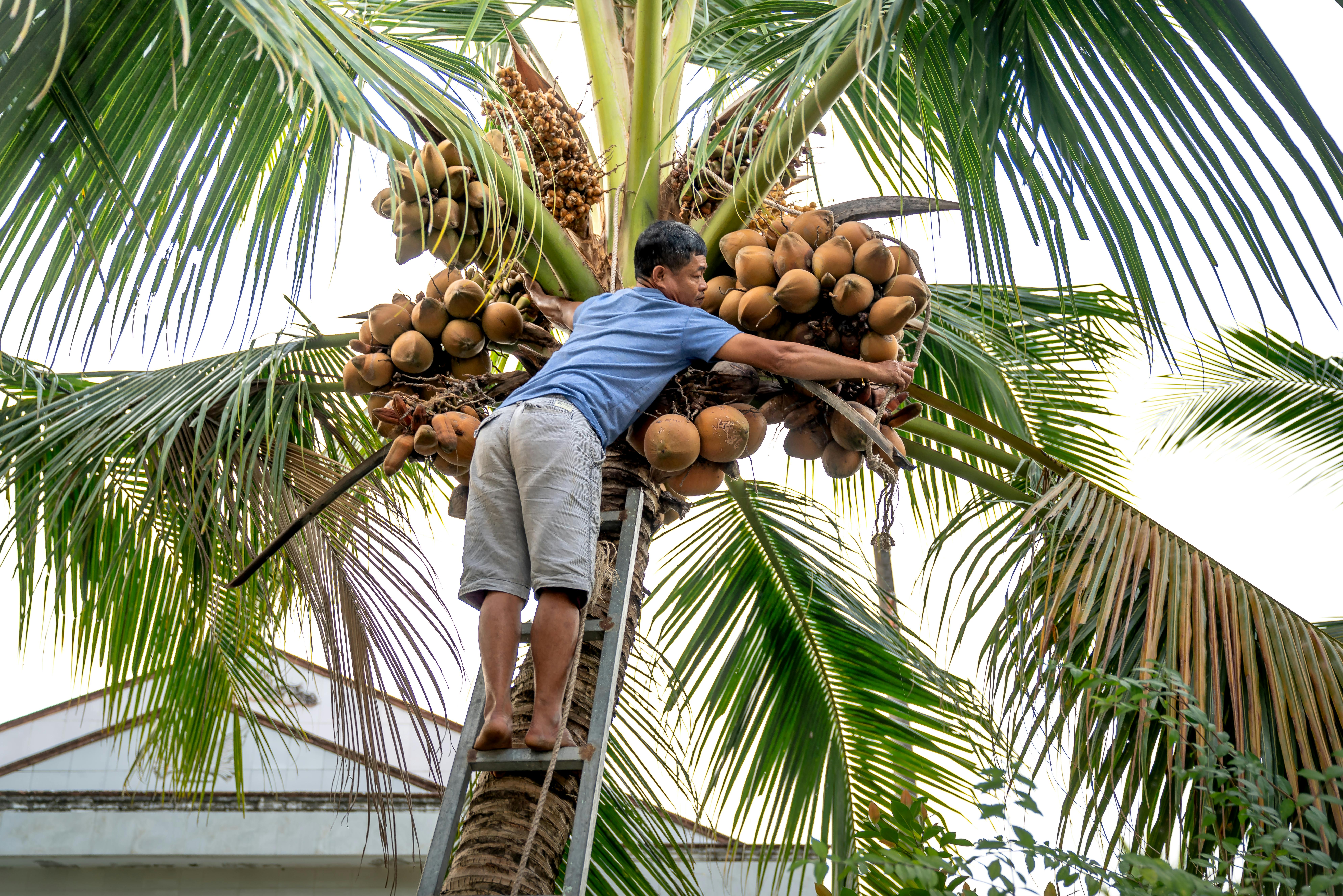 Coconut Tree Farm Photos, Download The BEST Free Coconut Tree Farm ...