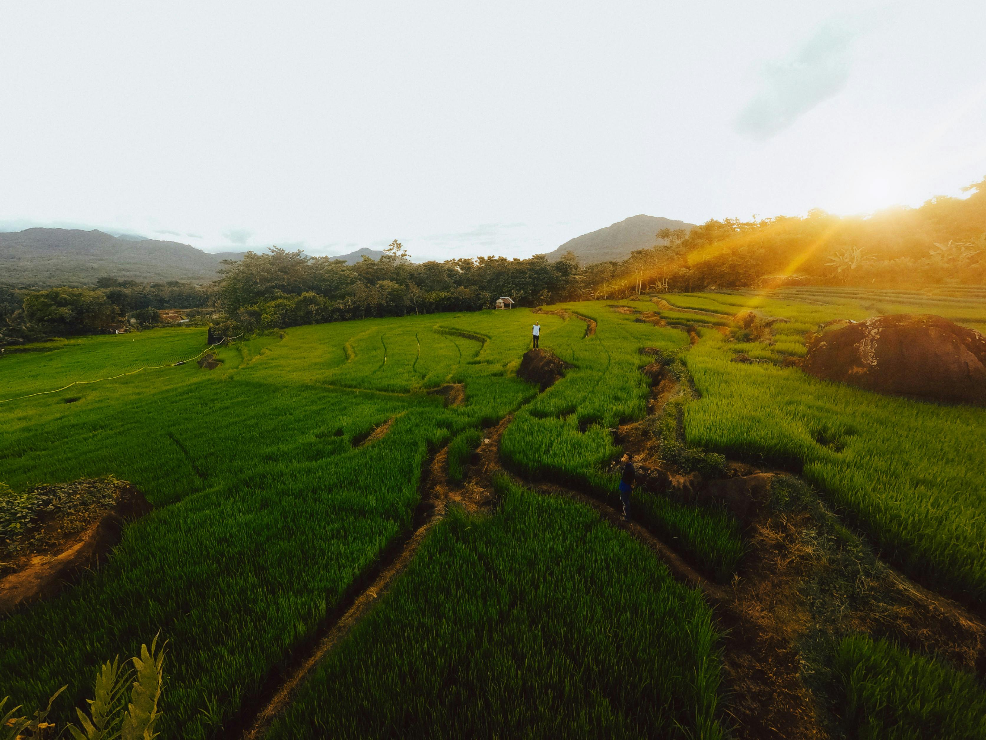 Aerial Photo of Rice Field · Free Stock Photo
