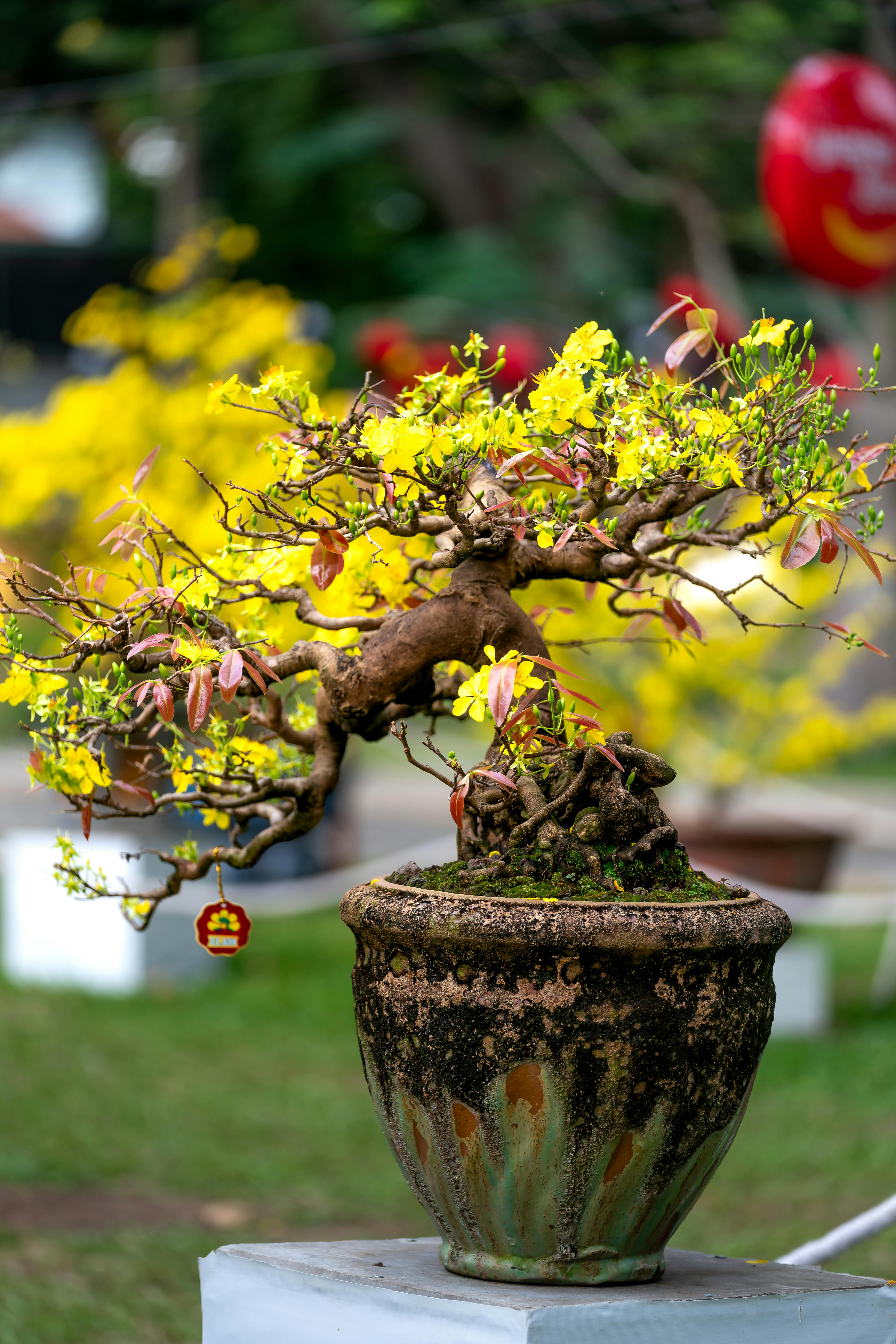 Beautiful Yellow Flowers of a Bonsai Tree · Free Stock Photo