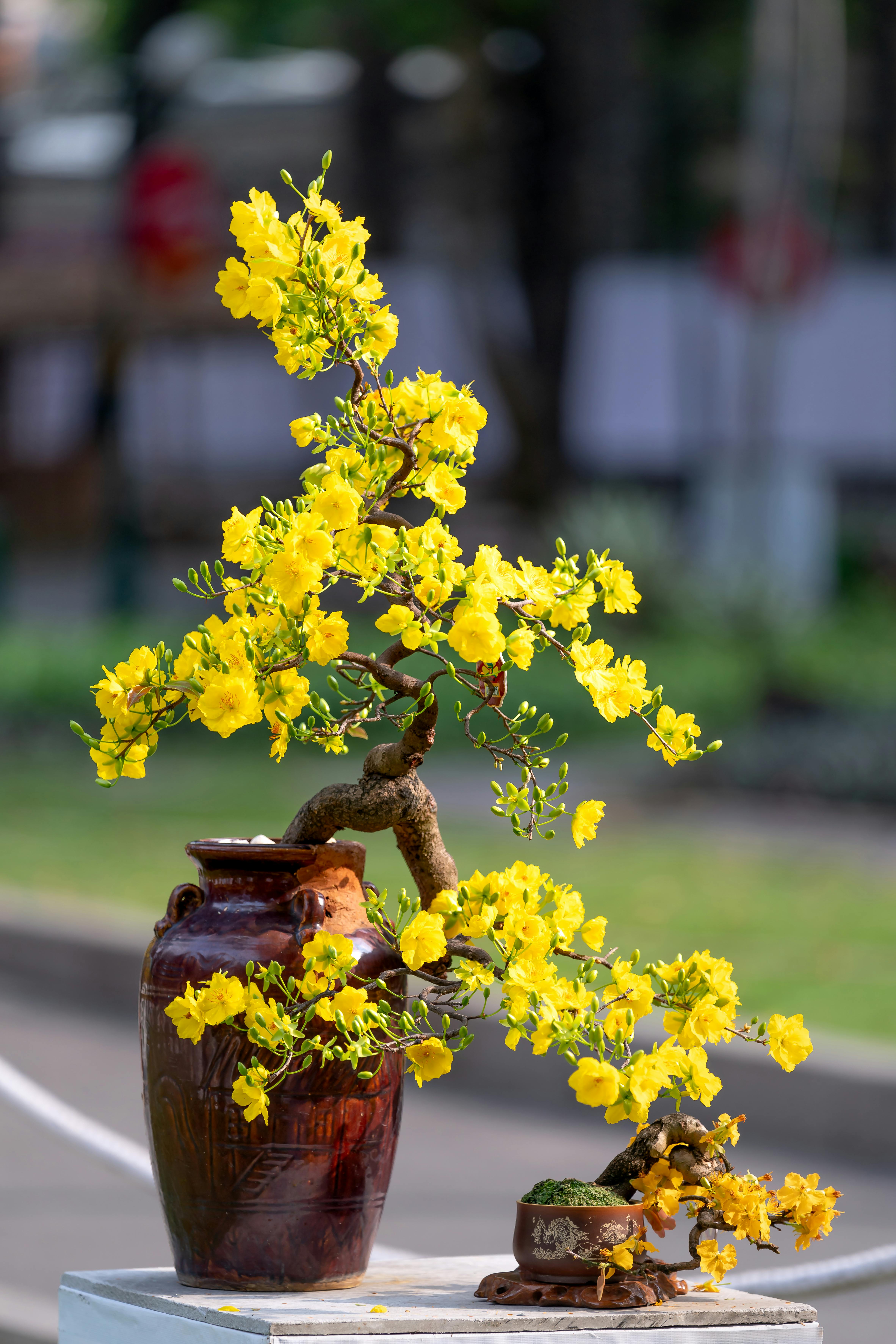 Beautiful Yellow Flowers of a Bonsai Tree · Free Stock Photo