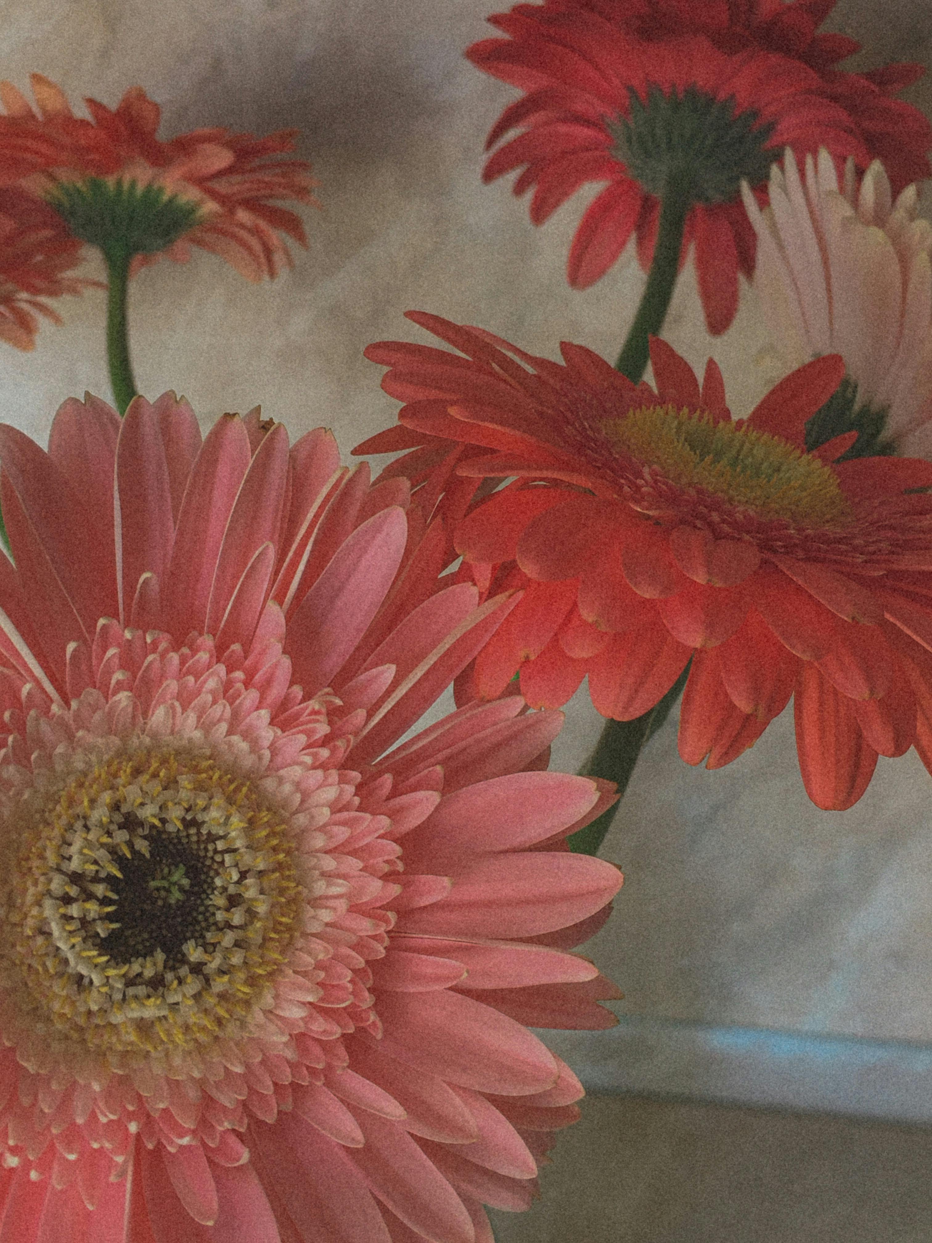 434+ Fotos y Imágenes de Gerberas Gratis · Banco de Fotos Gratis