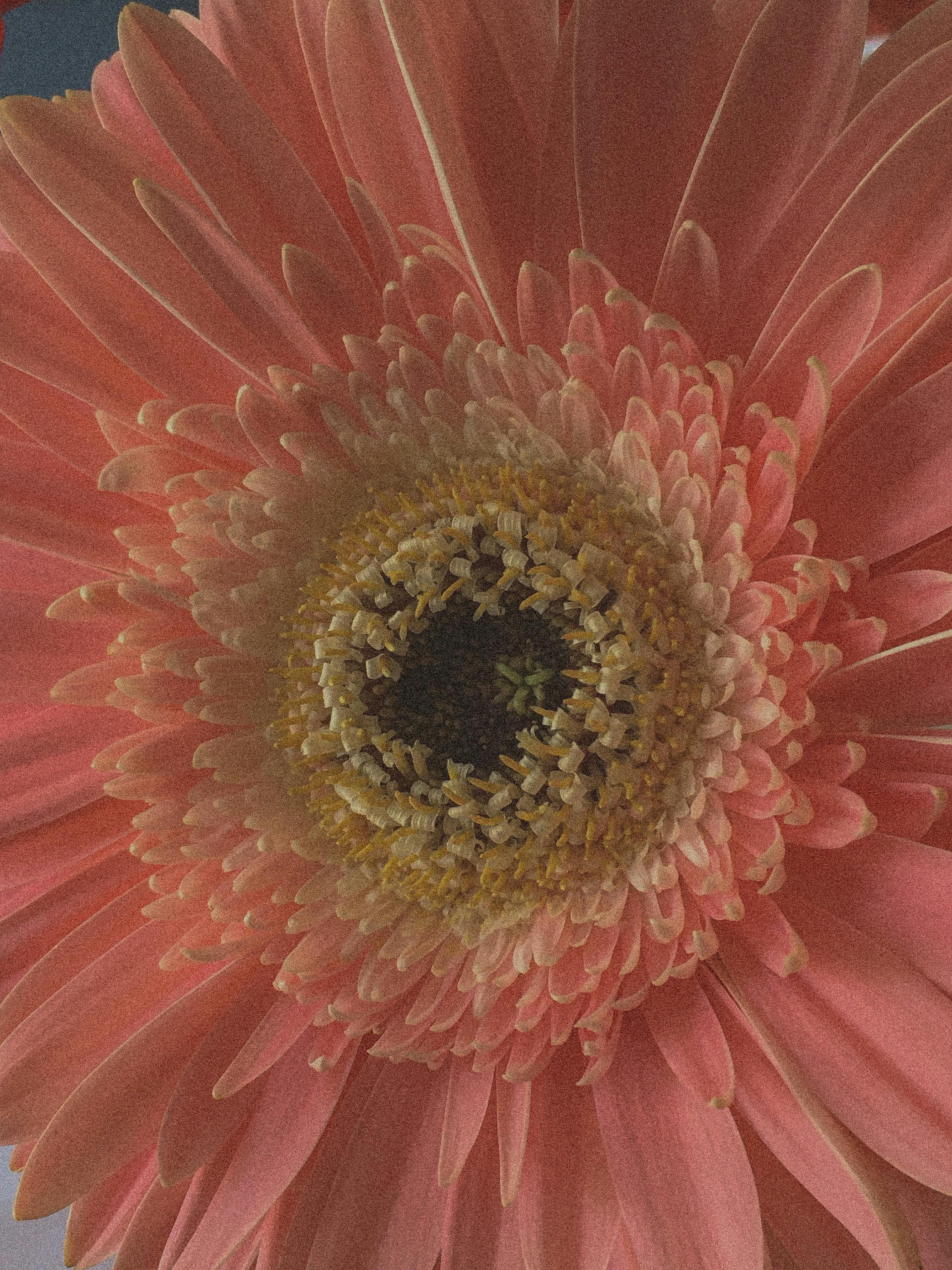 434+ Fotos y Imágenes de Gerberas Gratis · Banco de Fotos Gratis