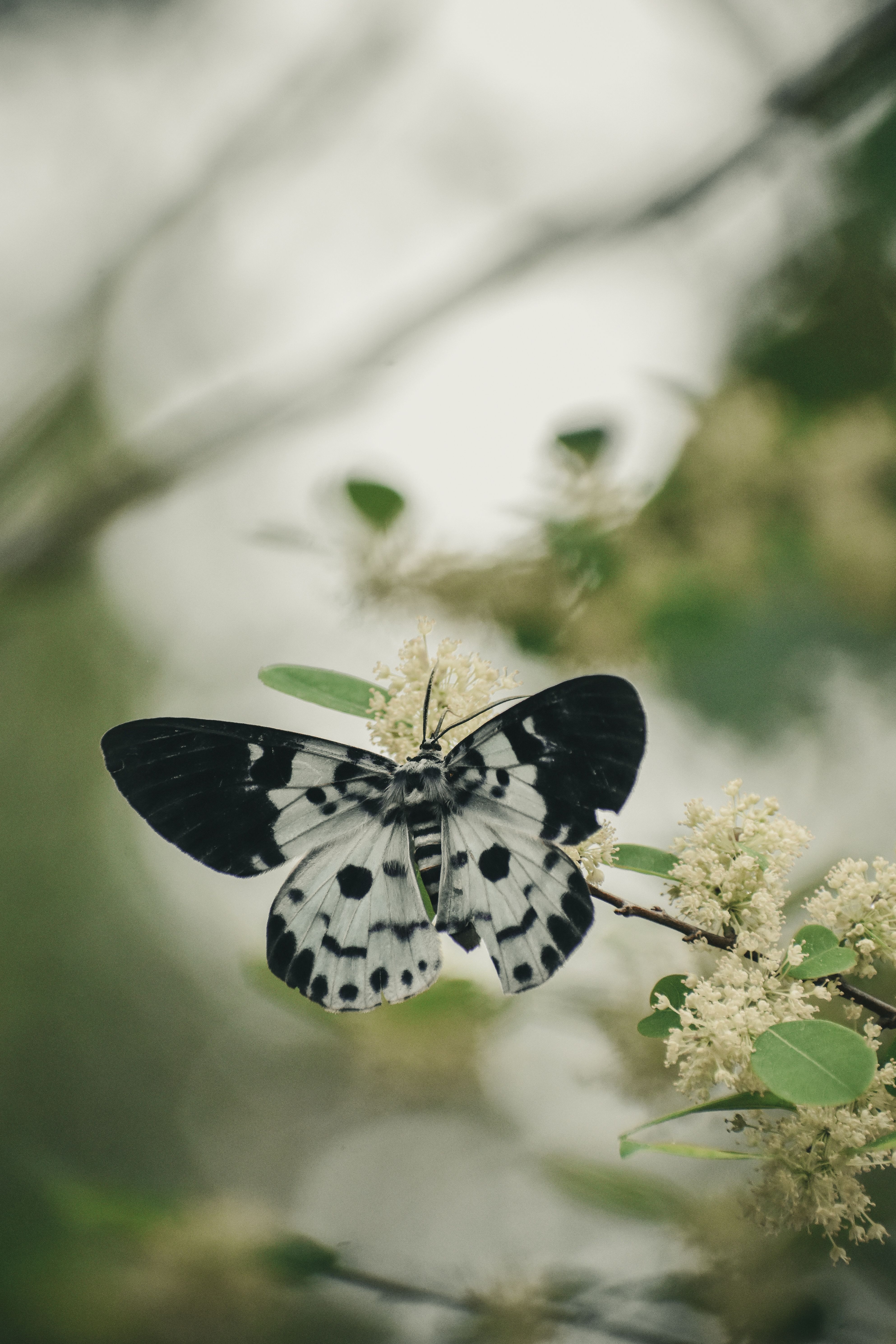 129,336+ Best Free Insect photography Stock Photos & Images · 100% ...