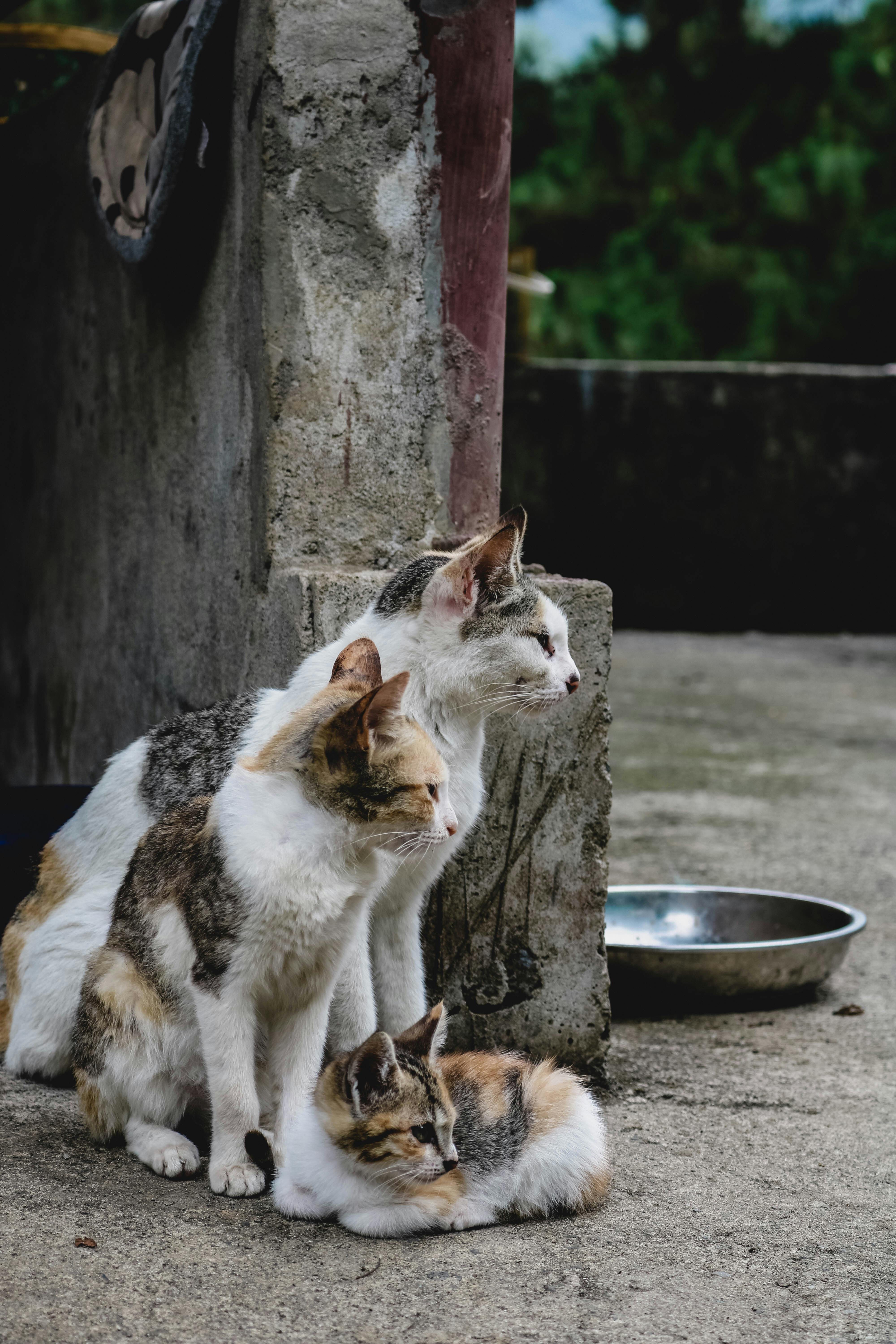 Stray Animals Photos, Download The BEST Free Stray Animals Stock Photos ...