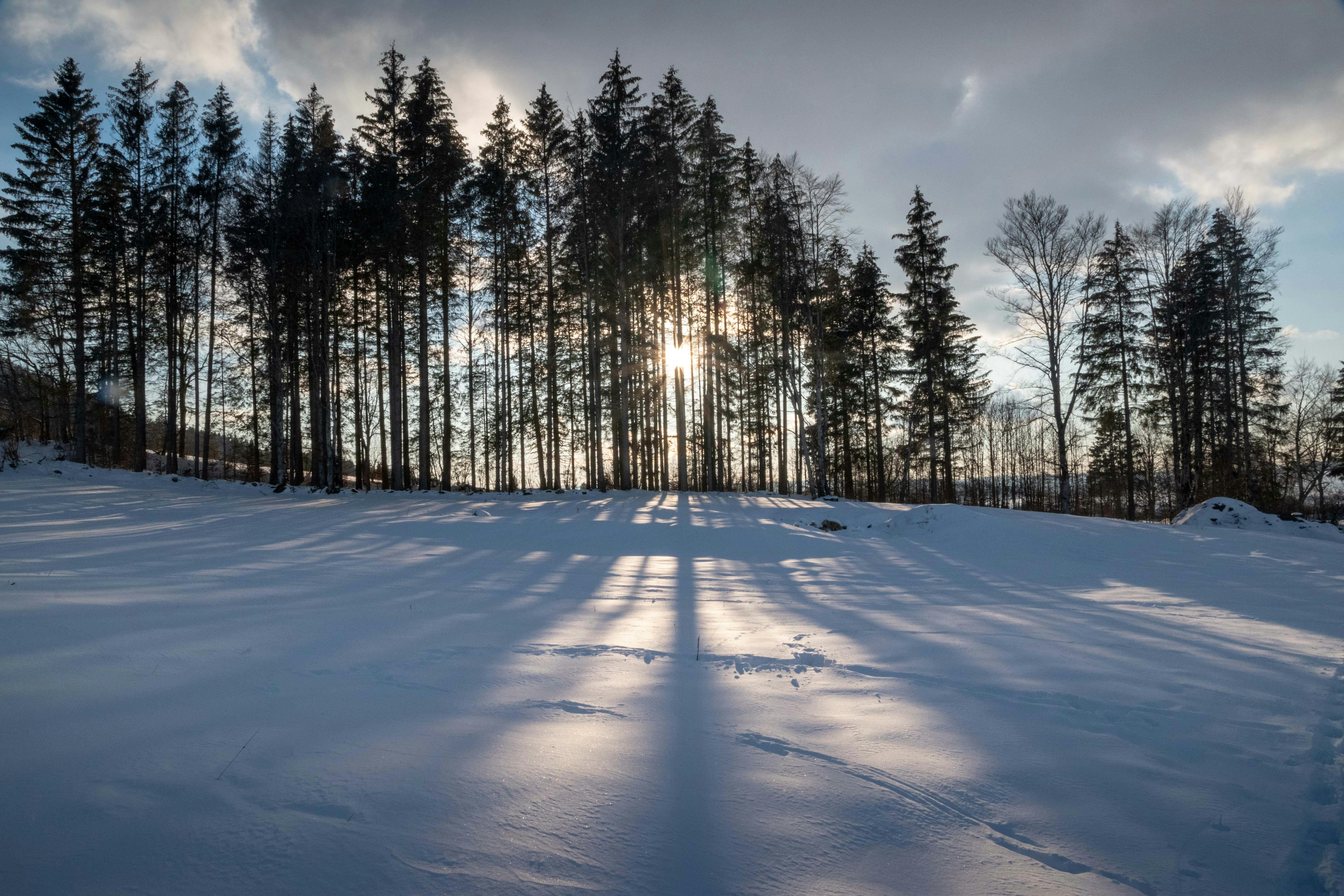 Snow Covered Field With Trees · Free Stock Photo