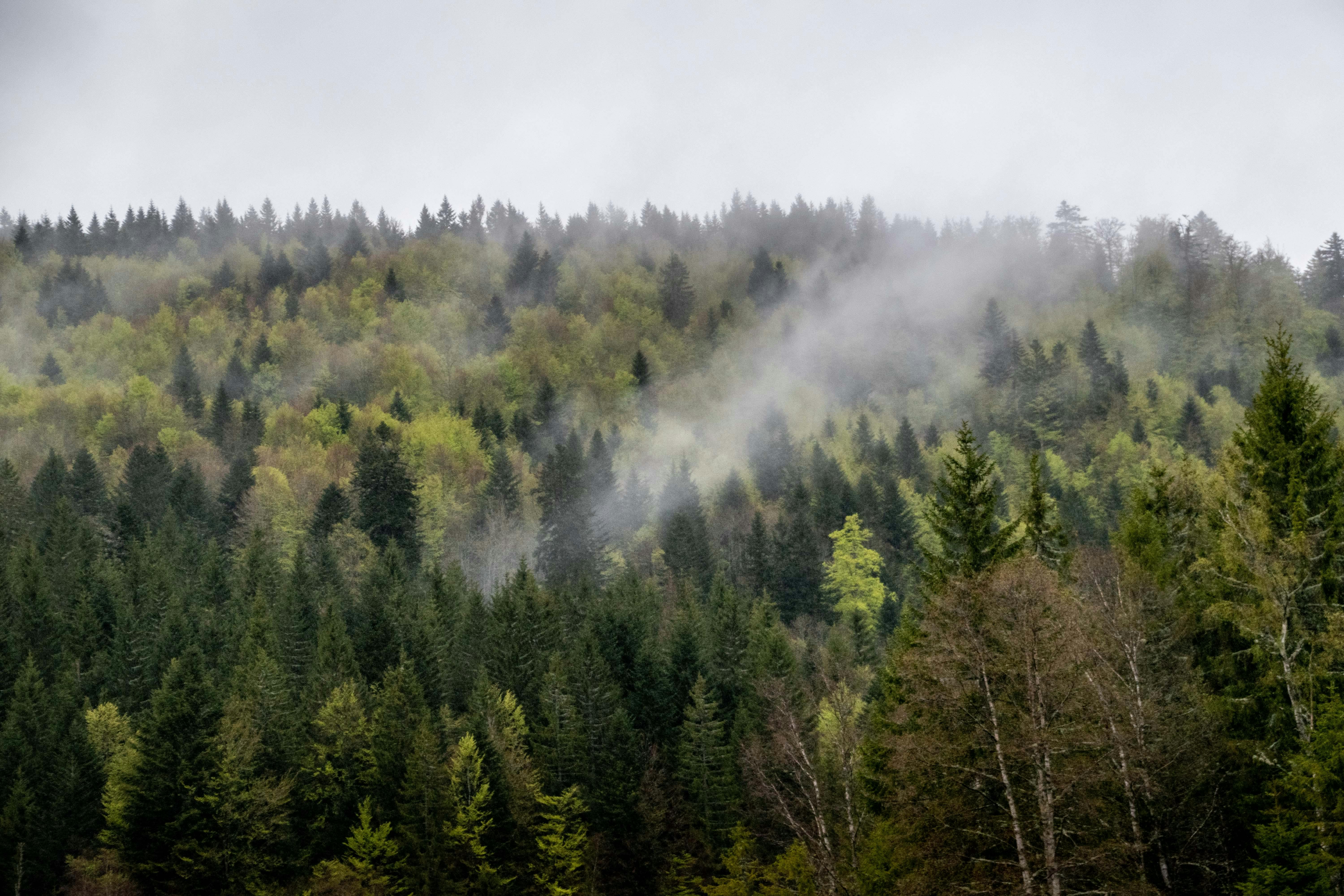 Photograph of a Forest with Fog · Free Stock Photo