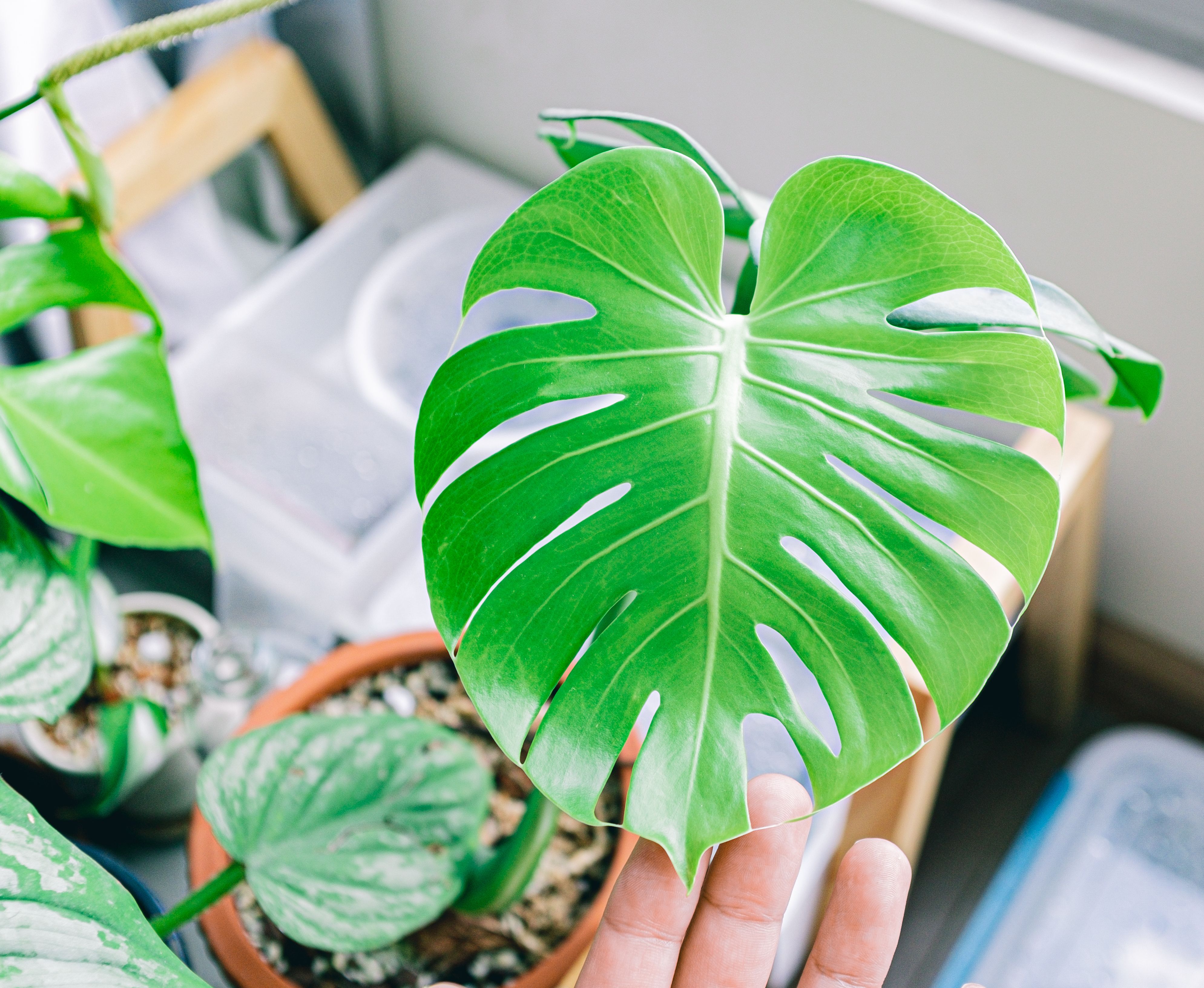 A Hand Holding Green Leaf · Free Stock Photo