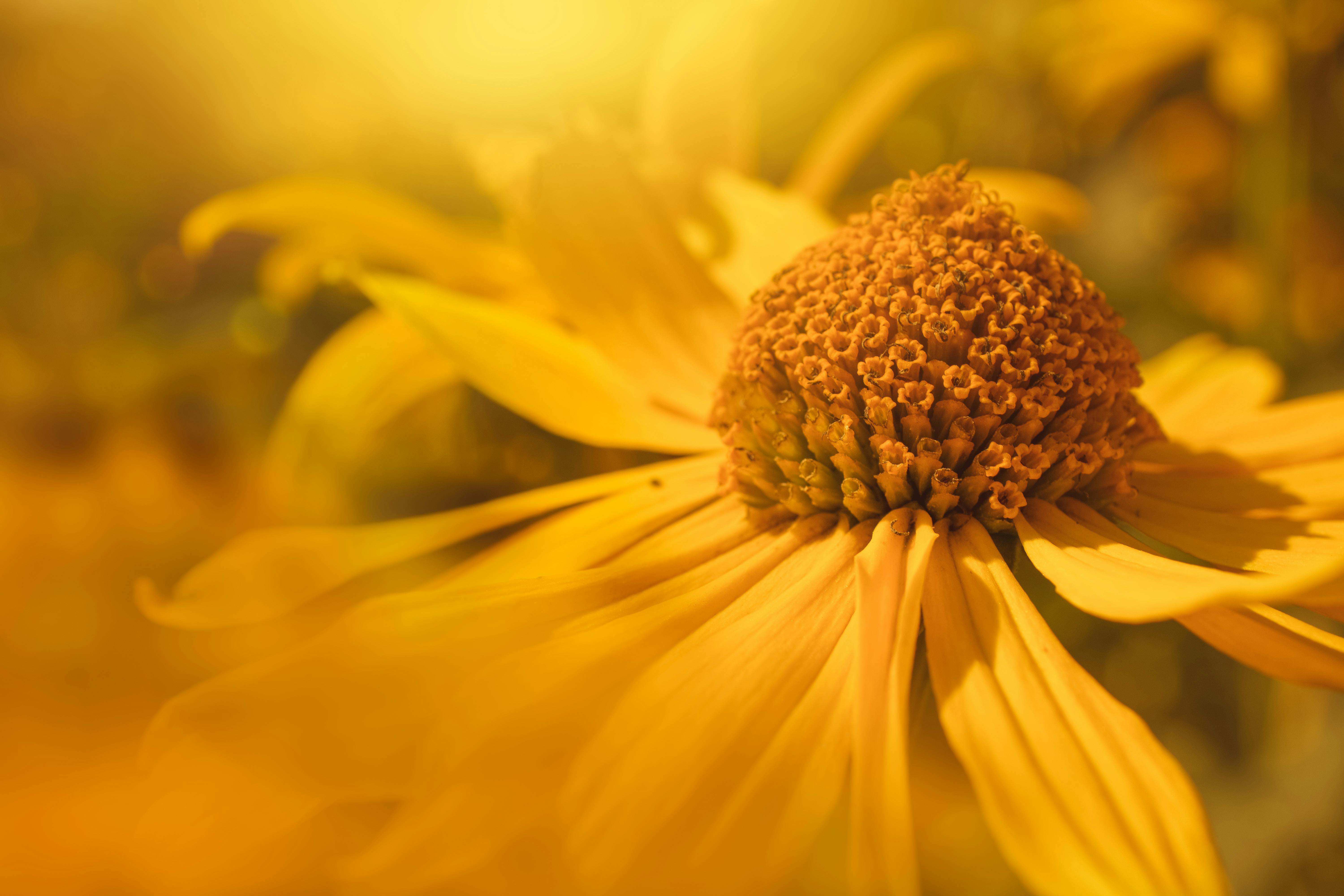 Sunflower Lot · Free Stock Photo