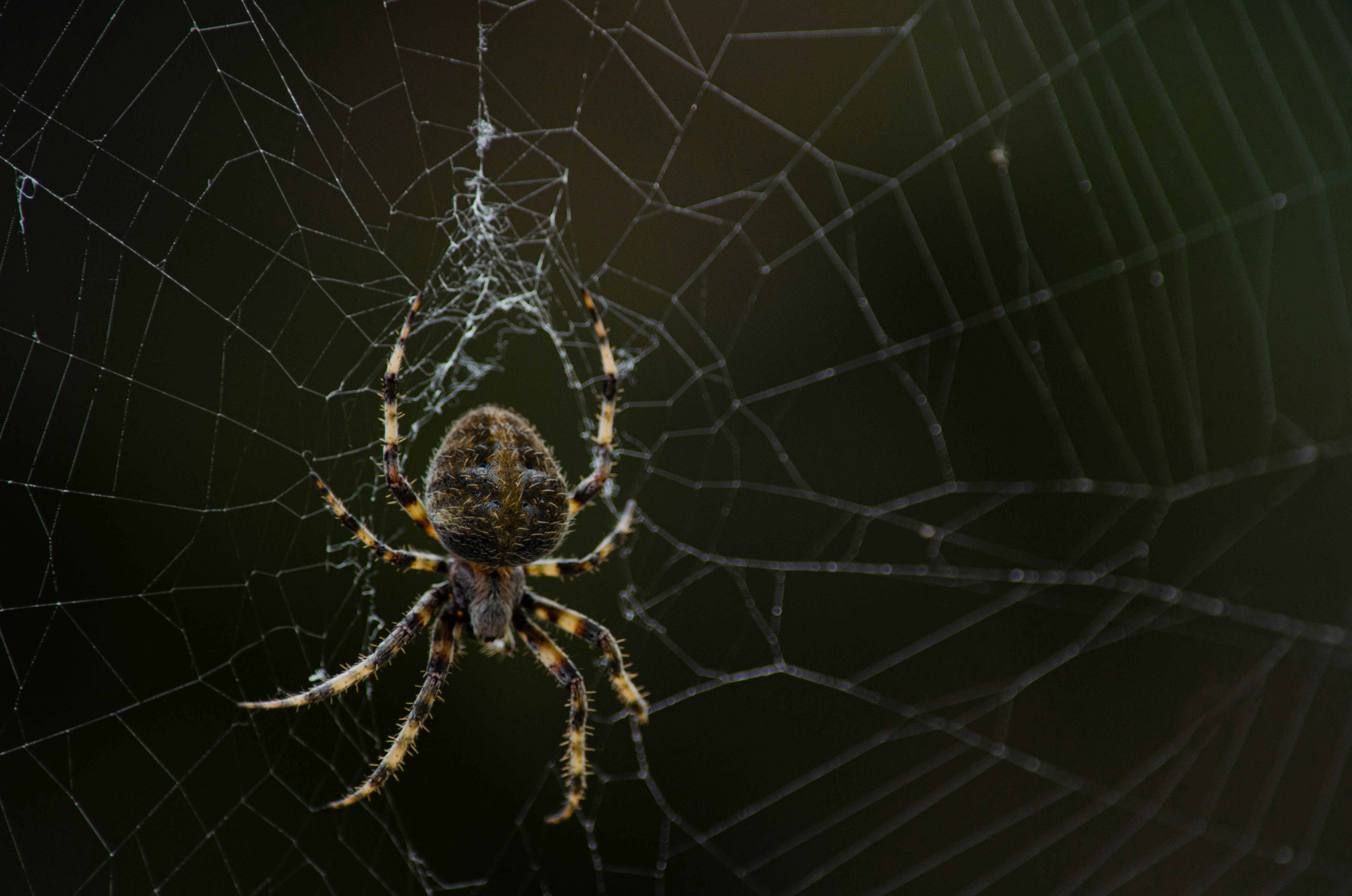 Spider Weaving Spiderweb · Free Stock Photo