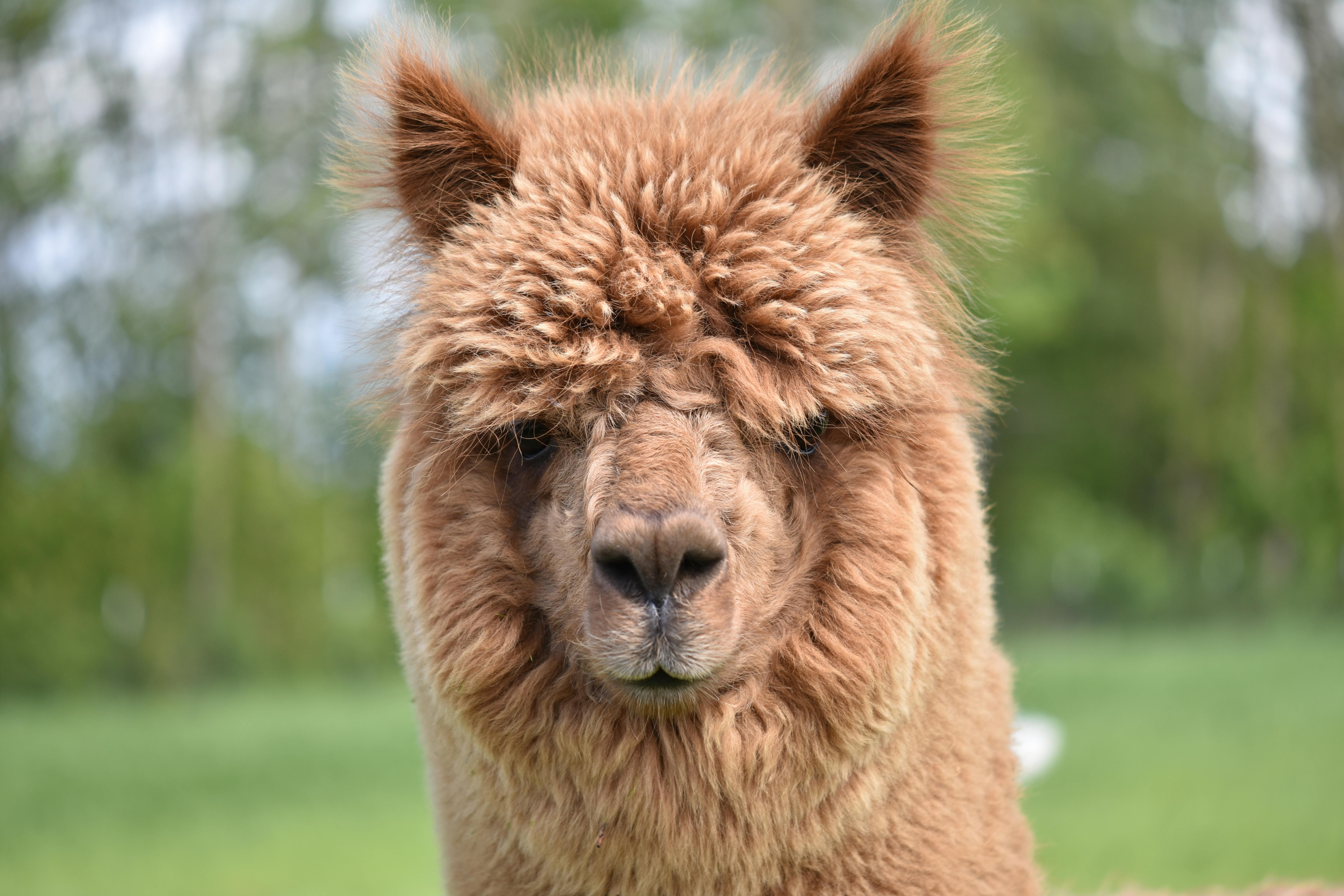 A Close-Up Shot of an Alpaca · Free Stock Photo