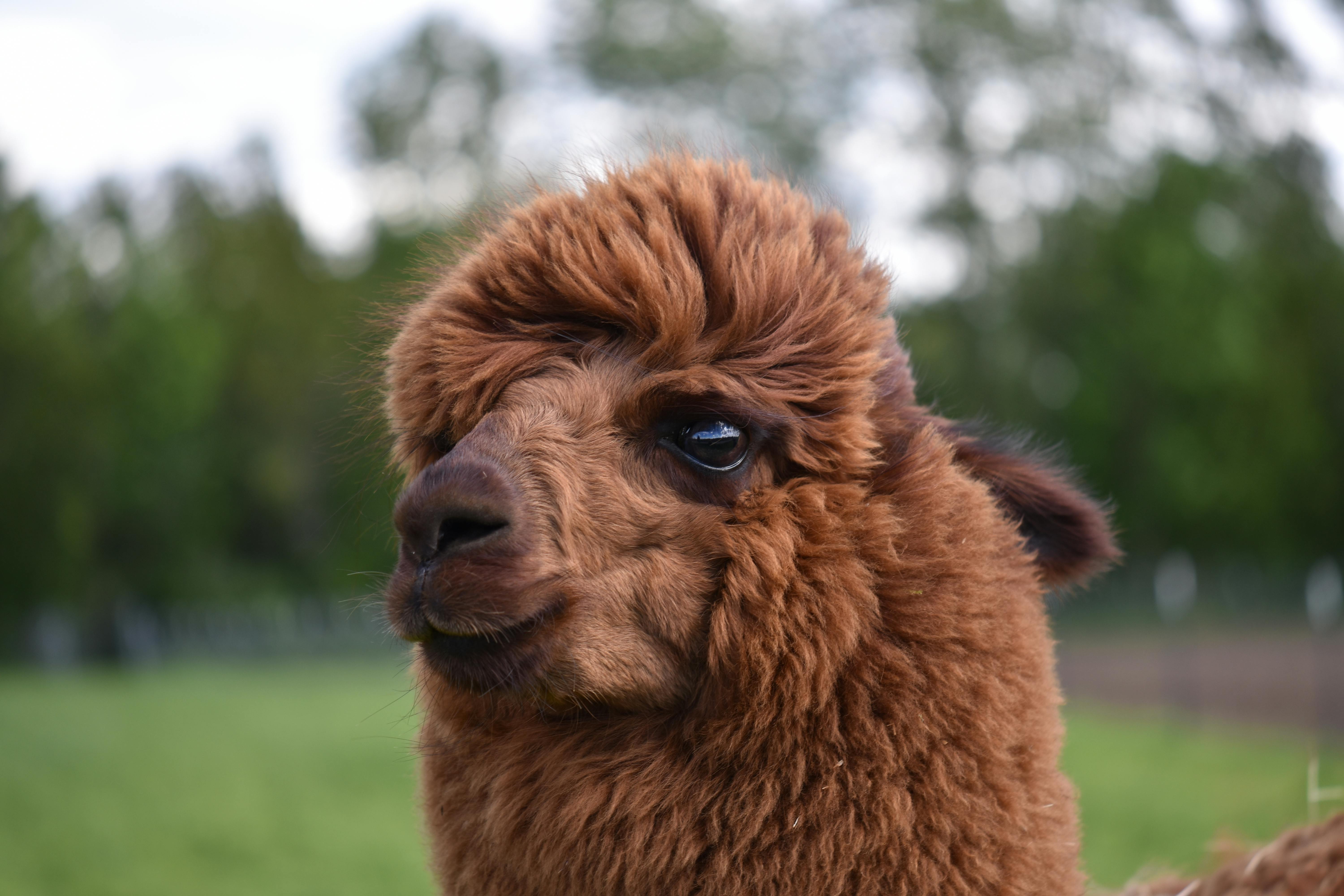 Close-Up Photo of an Alpaca Animal · Free Stock Photo