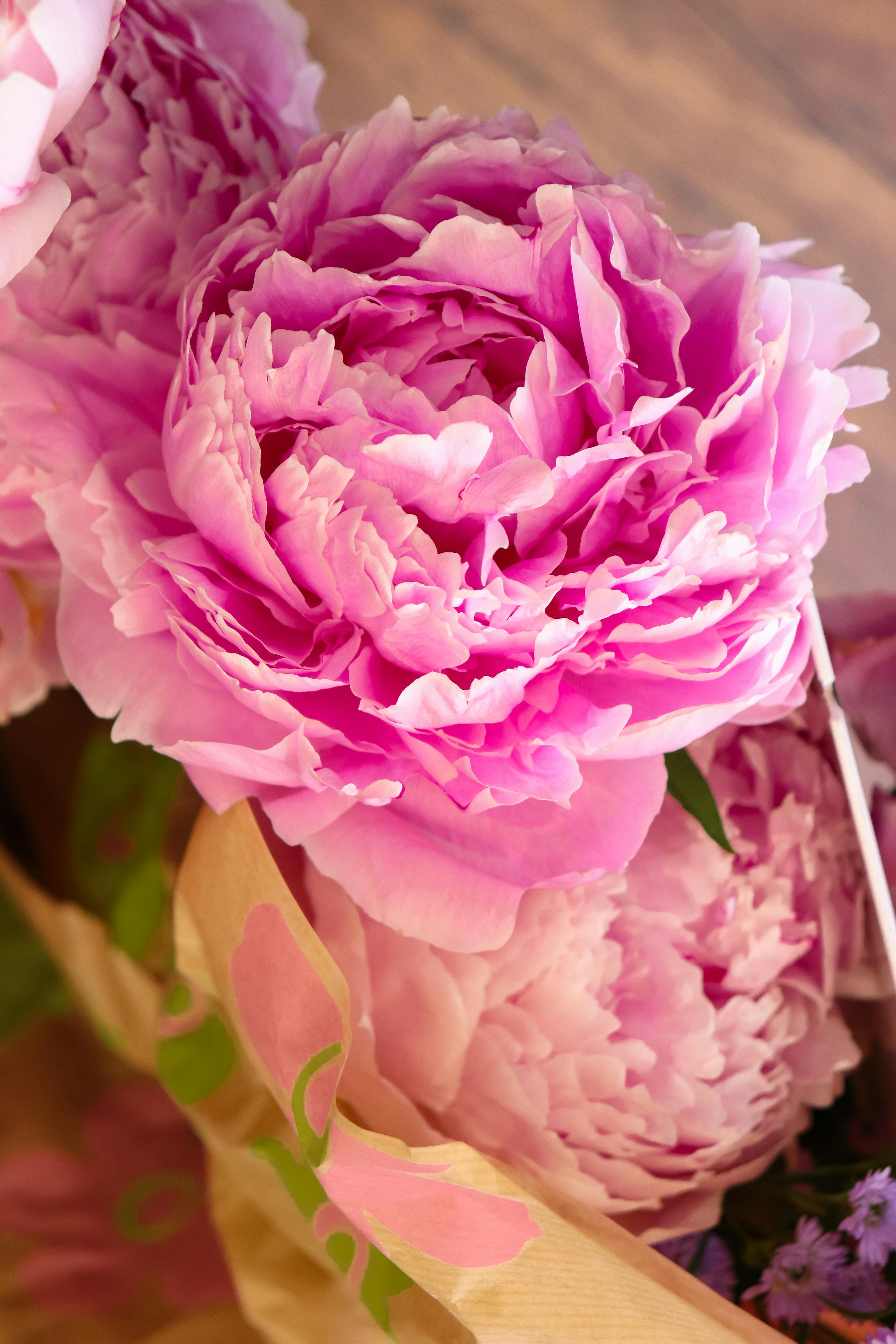 Close-Up Shot of Pink Peonies in Bloom · Free Stock Photo