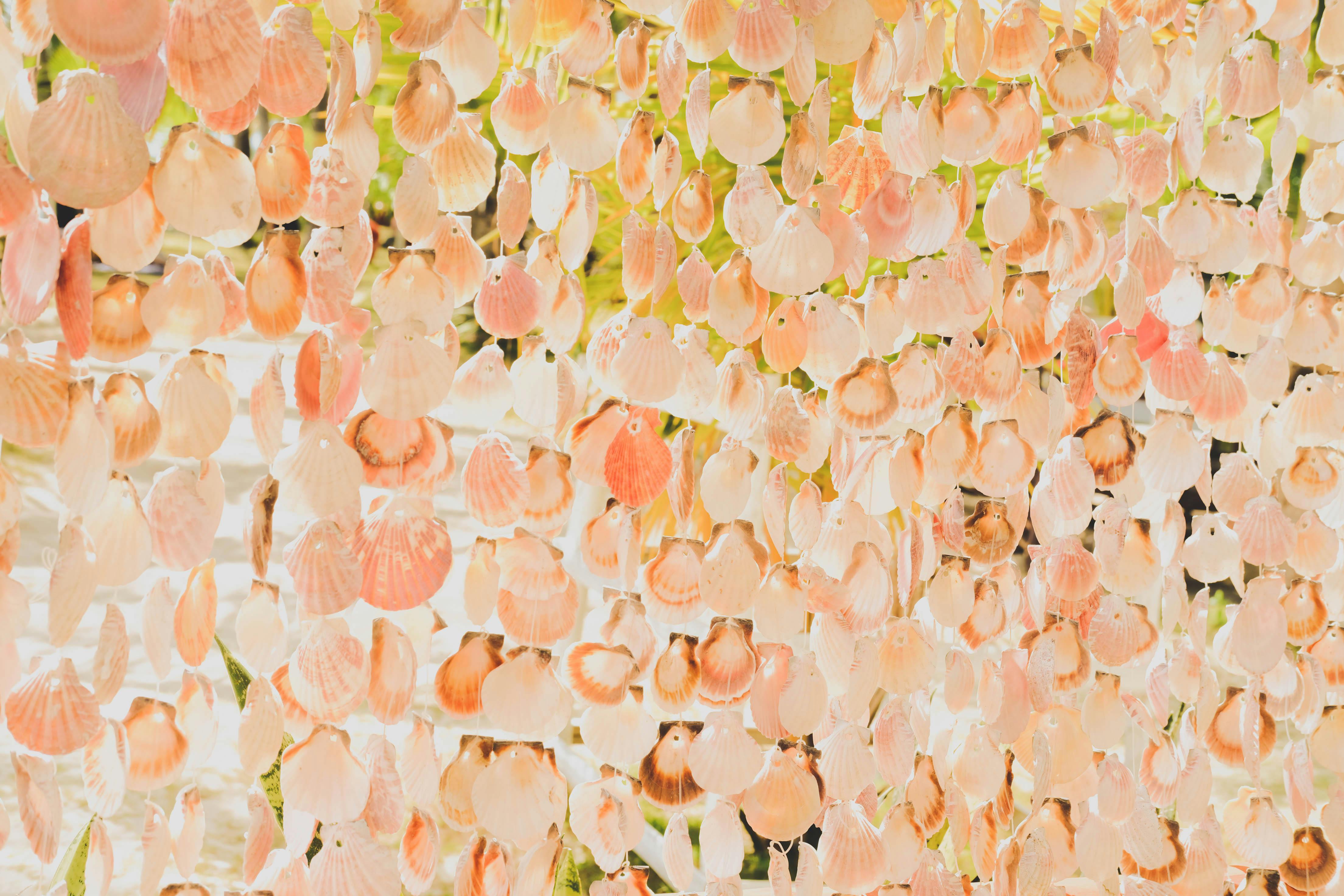 Seashells Hanging on Strings · Free Stock Photo