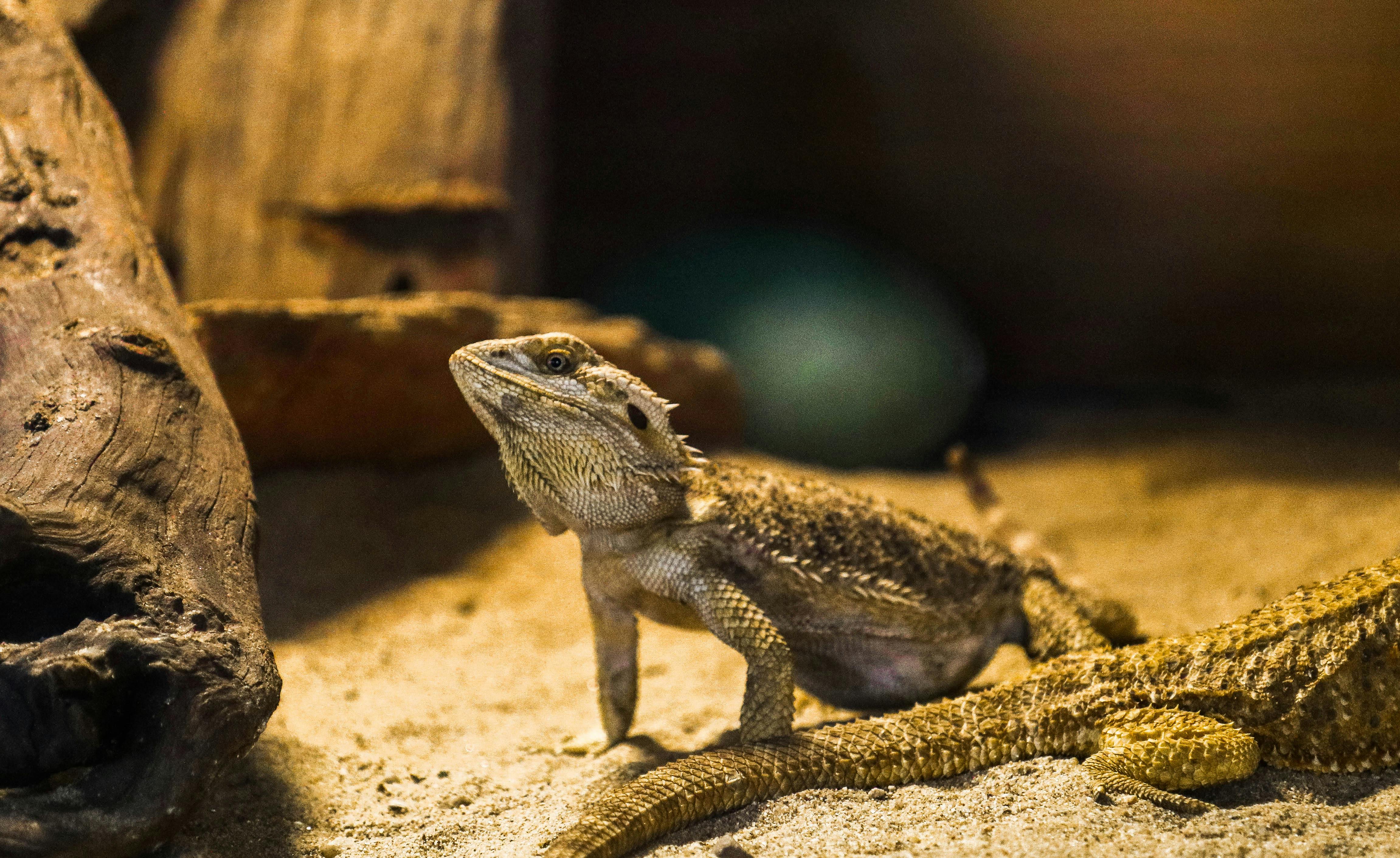 Brown Bearded Dragon · Free Stock Photo