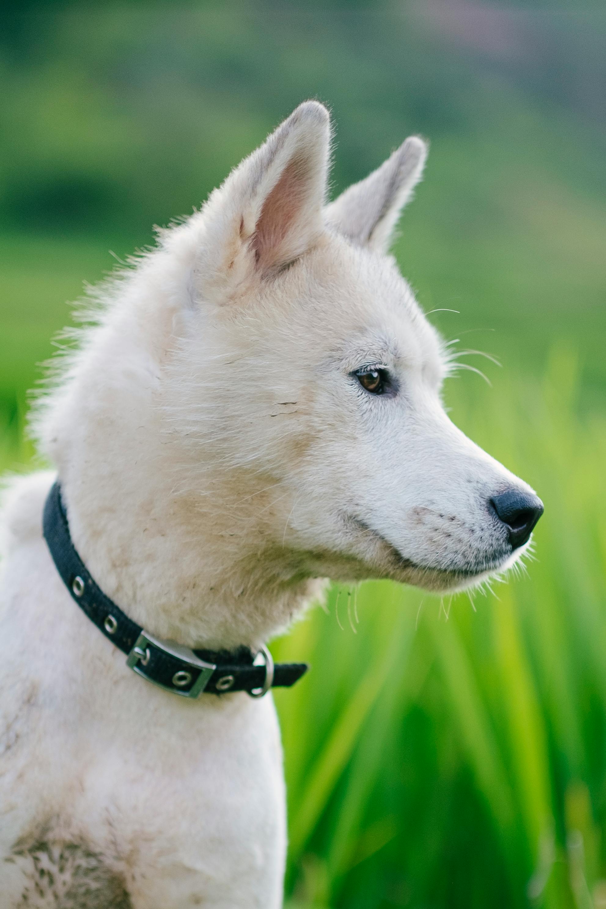 White Dog Nose · Free Stock Photo