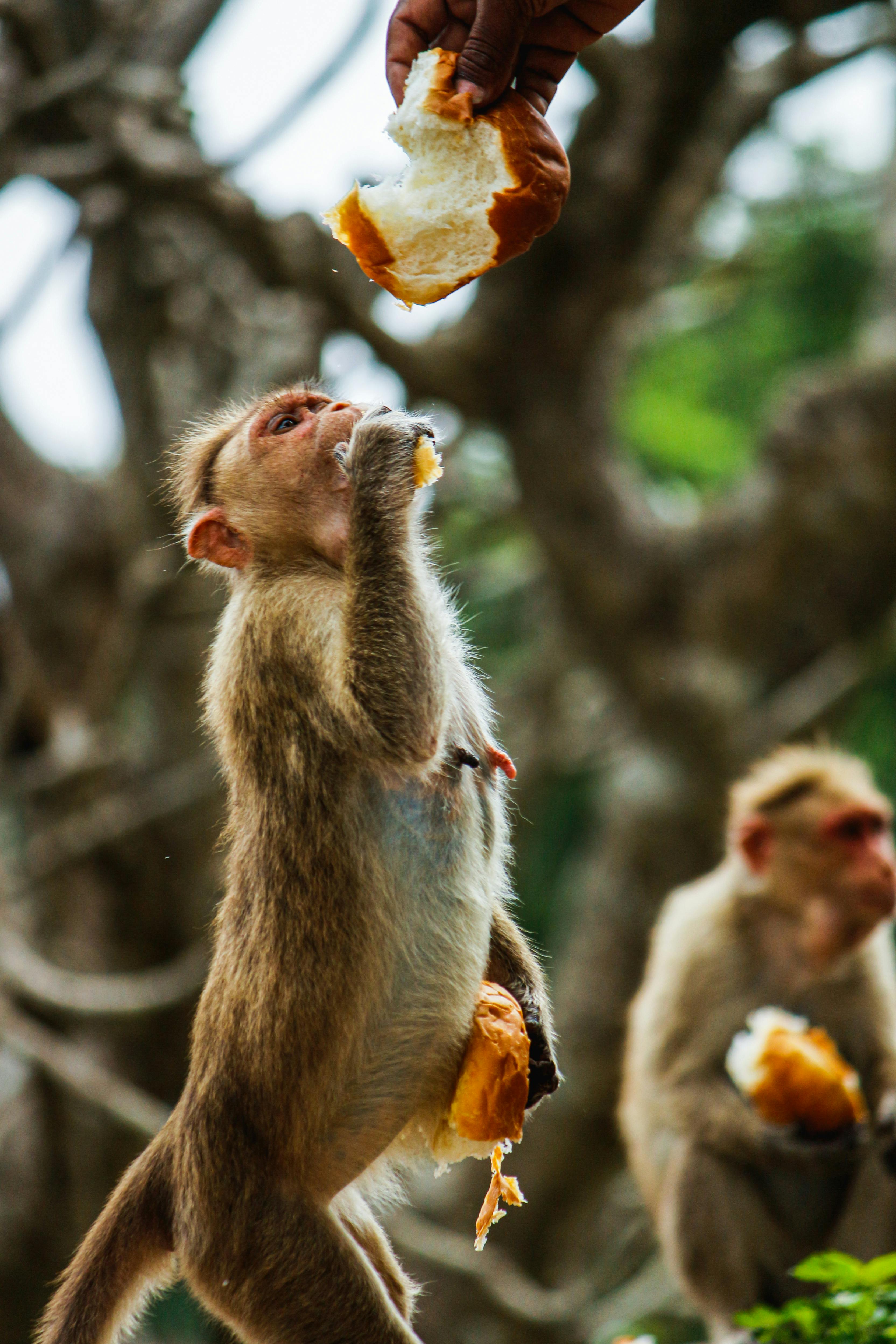 Close Up Shot of a Monkey · Free Stock Photo